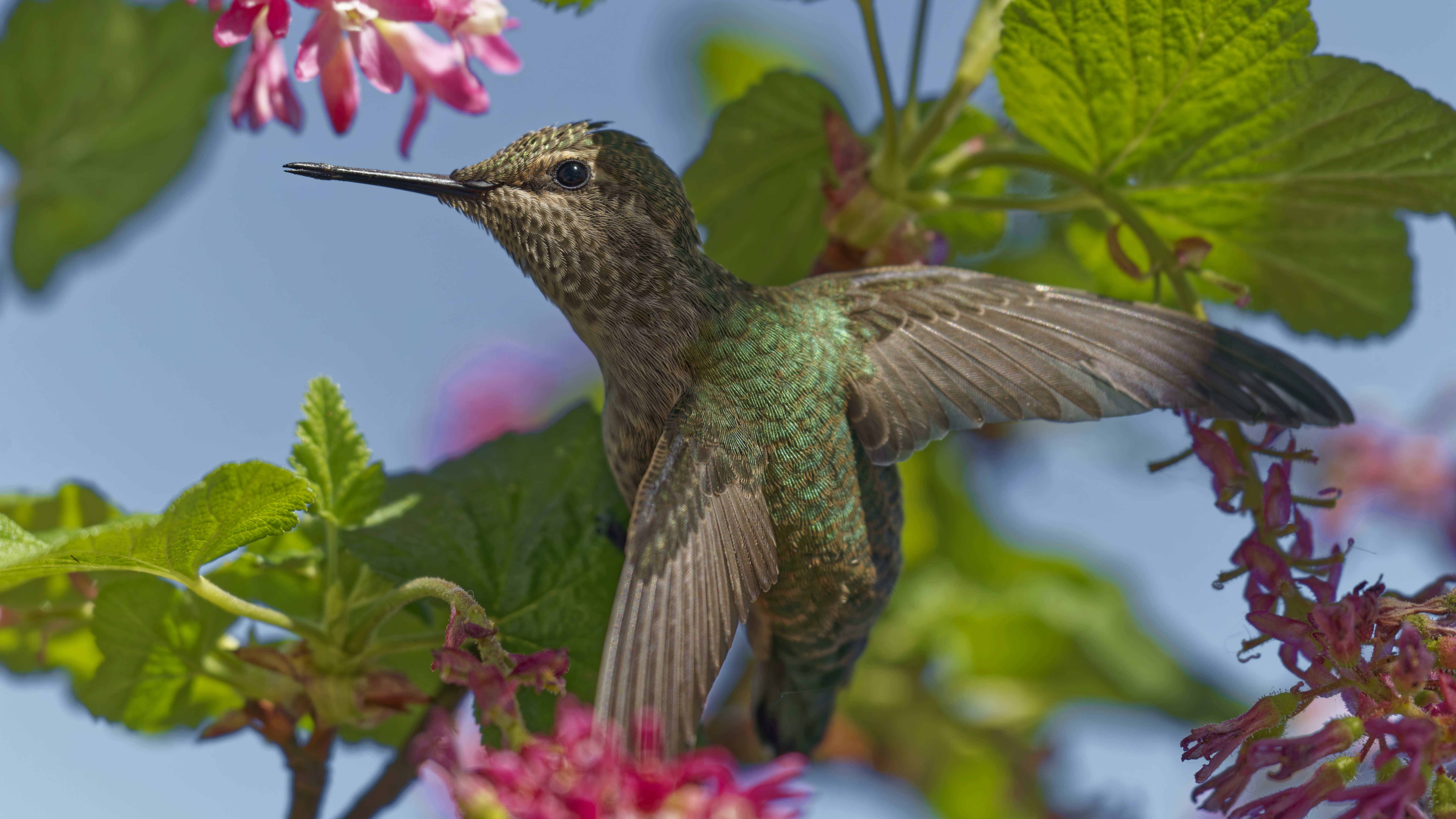 Hummingbird in a Pink Bloomed Garden
