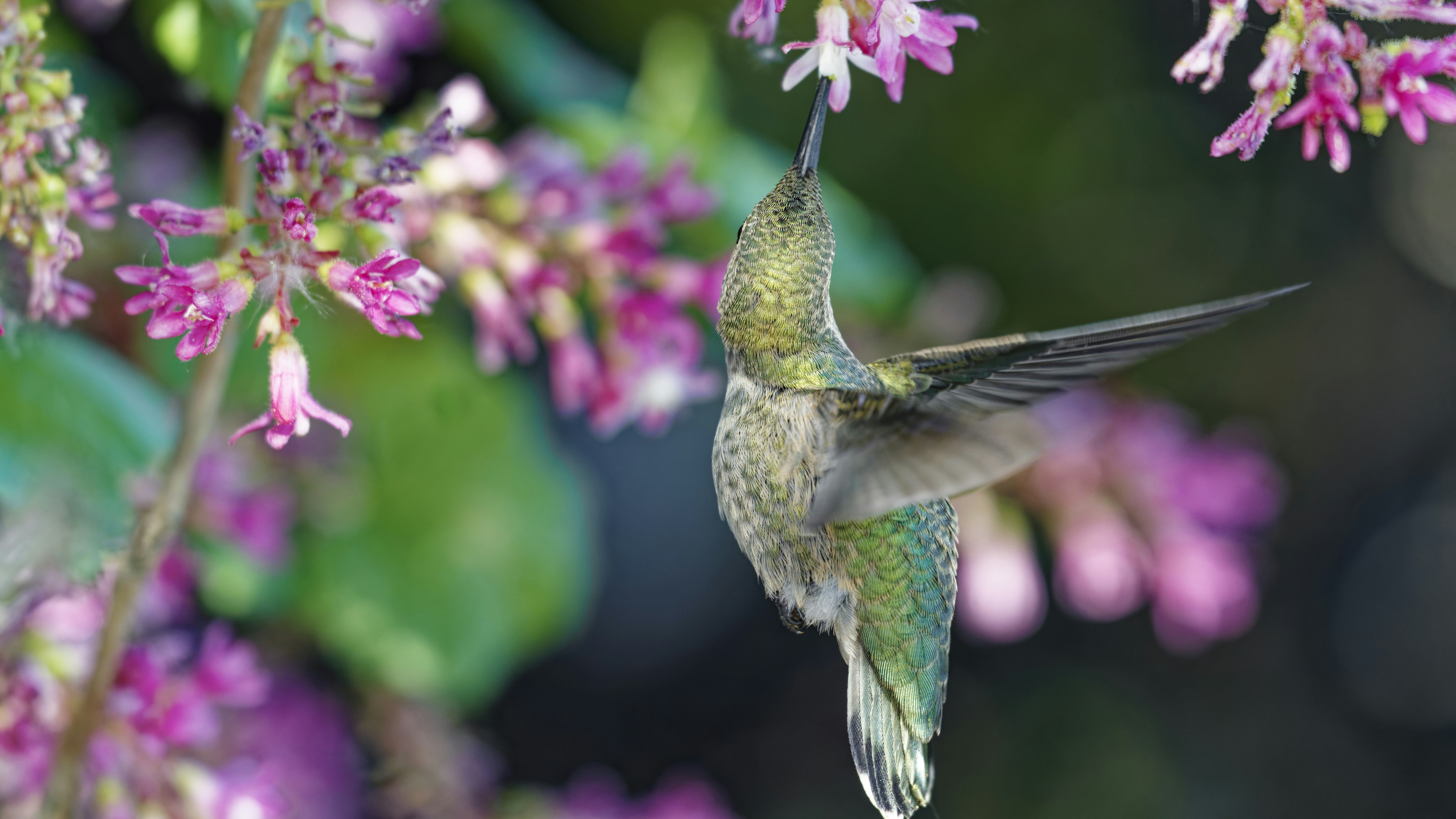 Hummingbird in Bloom: a fleeting sip among pink bells