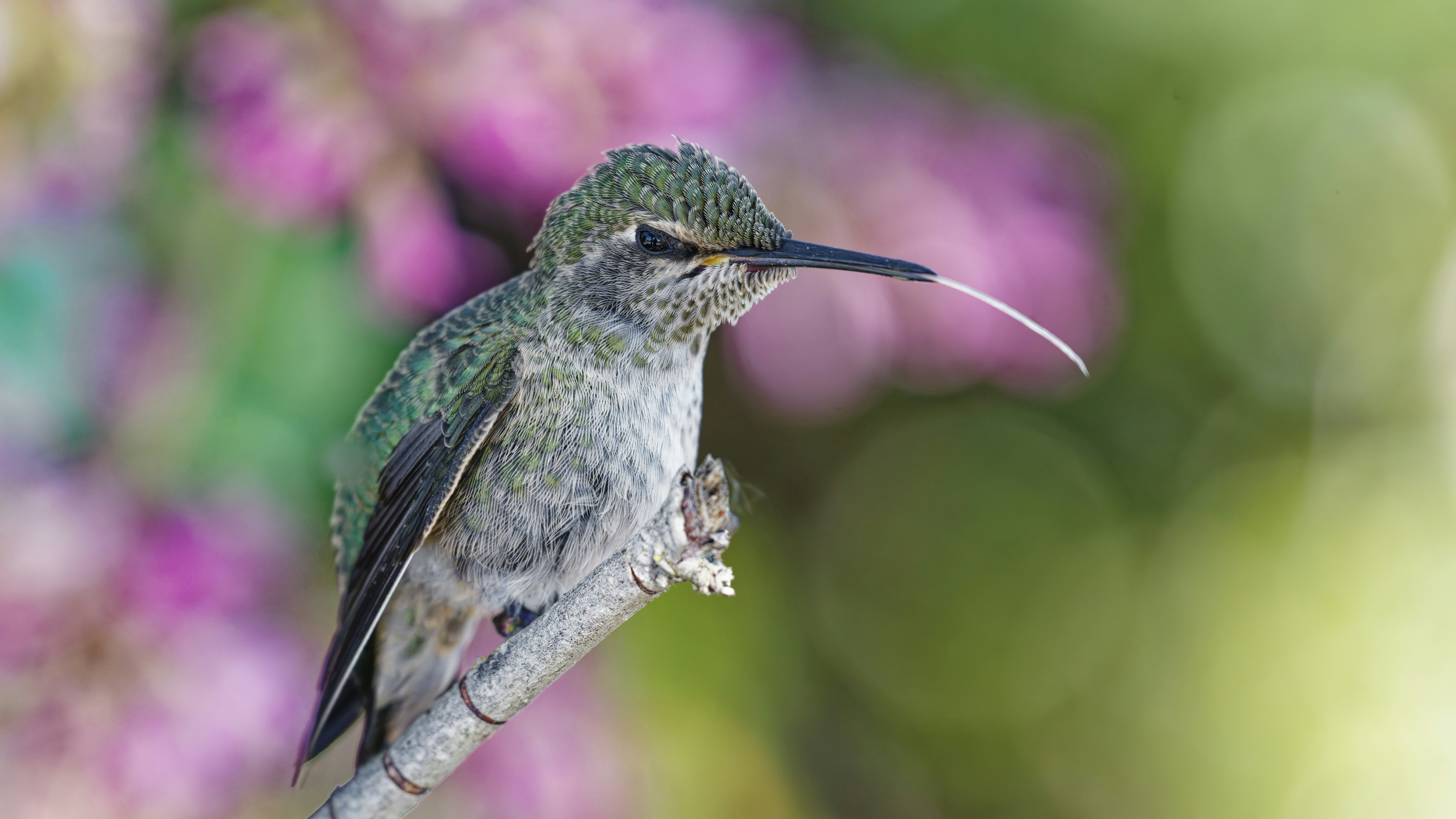 Hummingbird on a twig: emerald feathers, delicate beak catching light