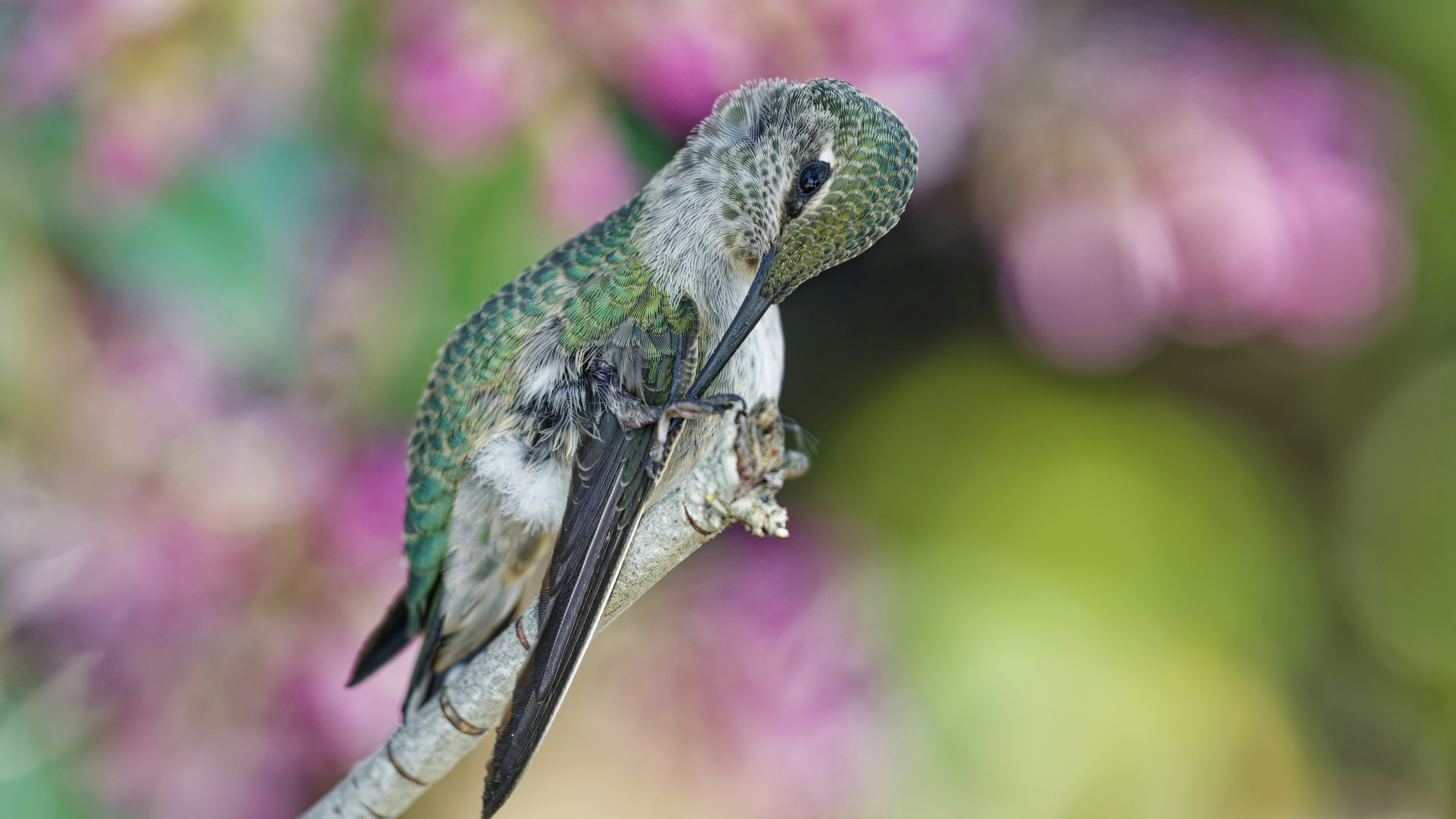 Green-Hued Hummingbird Nibbles on a Tiny Treat