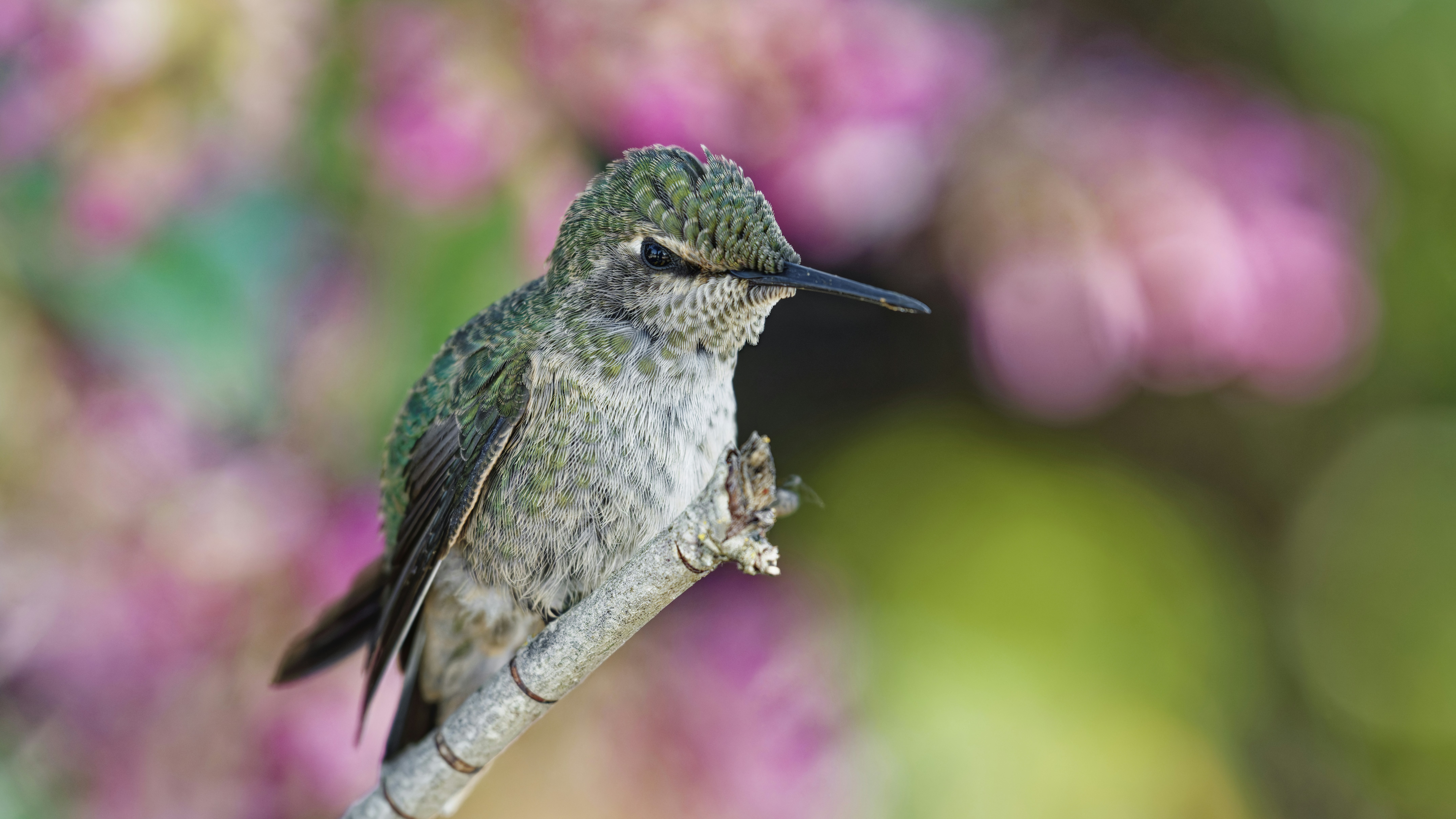 Perched Hummer: a green-glinted gaze amid pink blooms