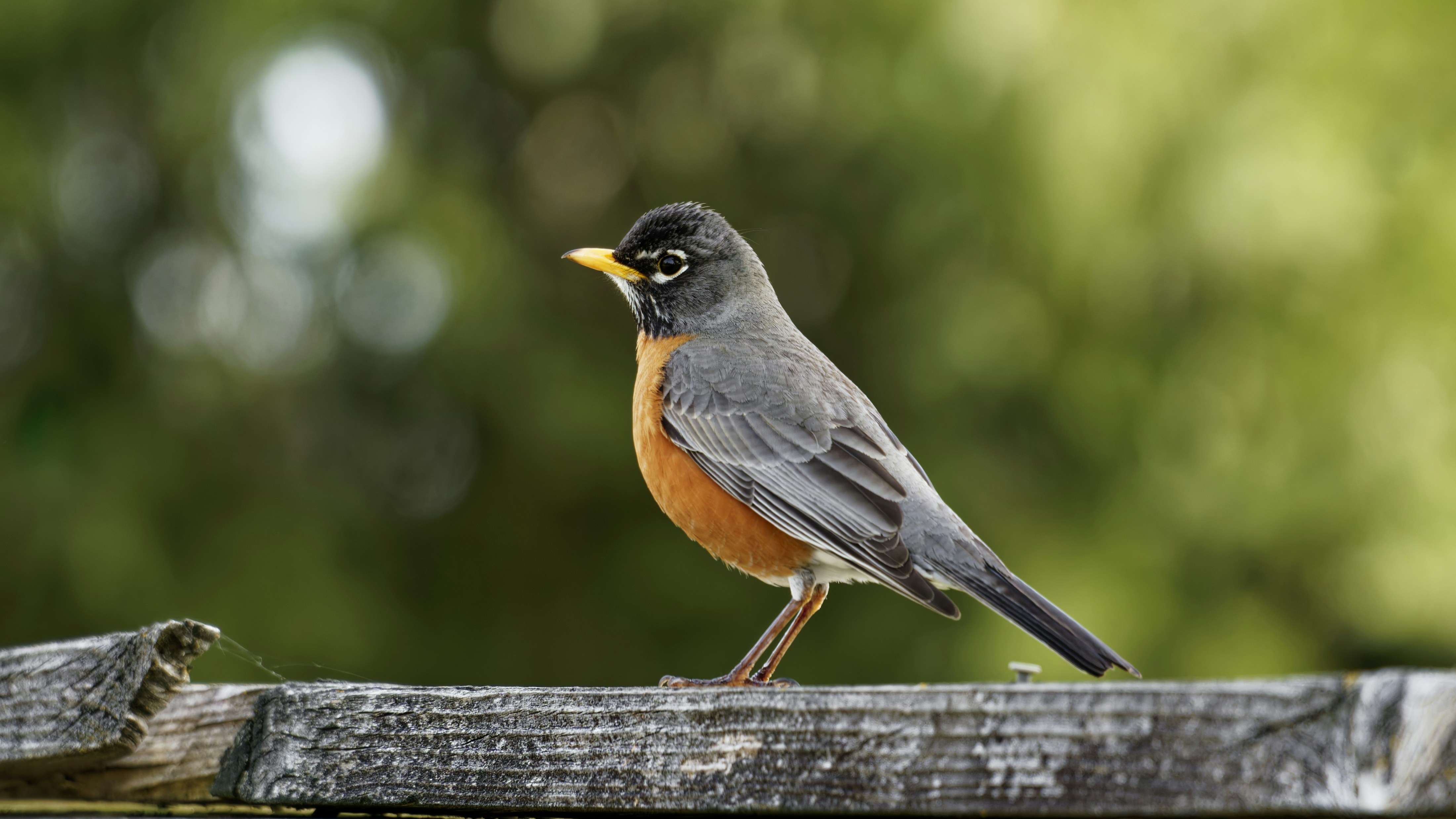 Red-breasted Robin Perched on Weathered Fence