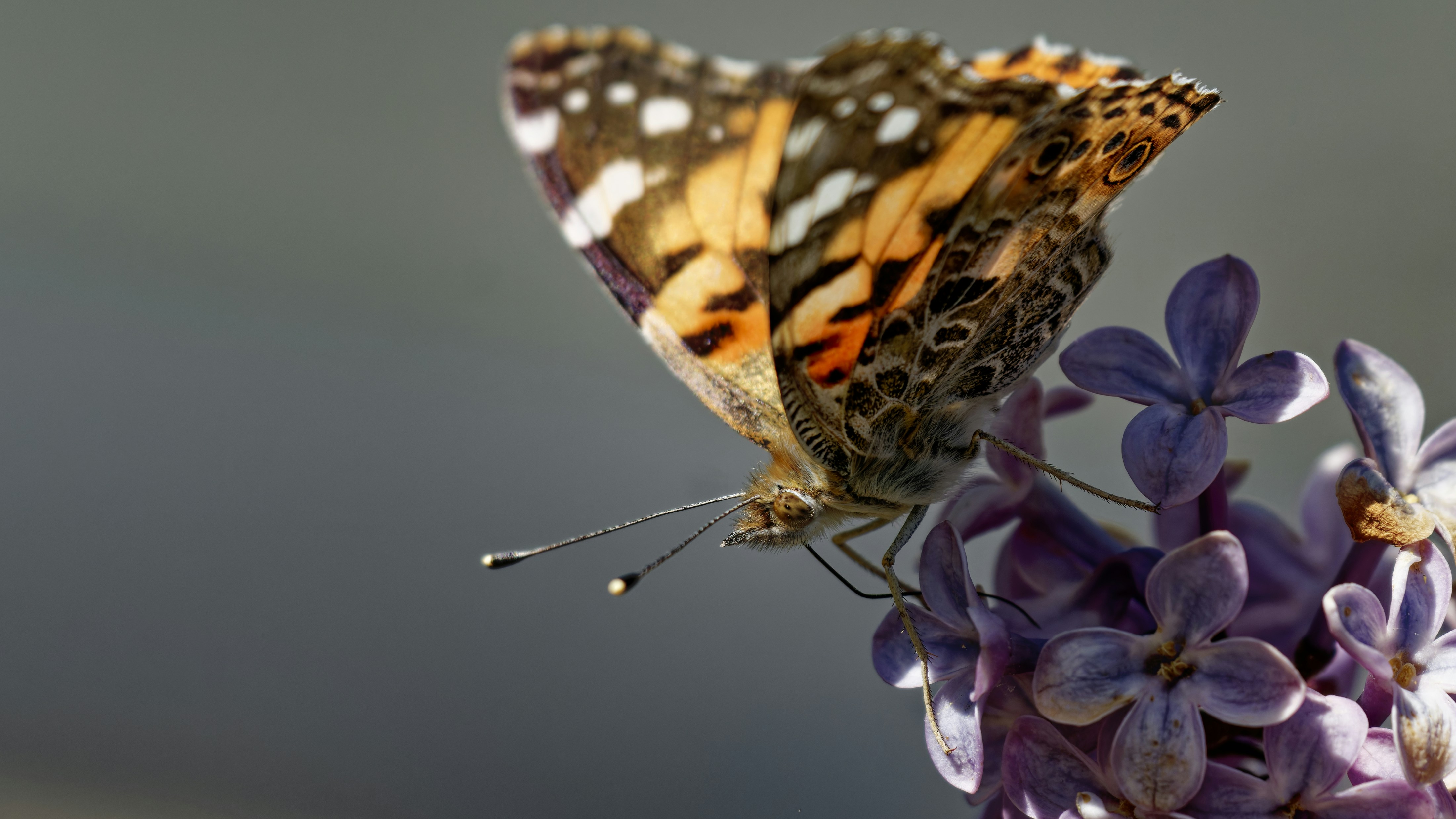 Close-up of a Painted Lady perched on violet blossoms