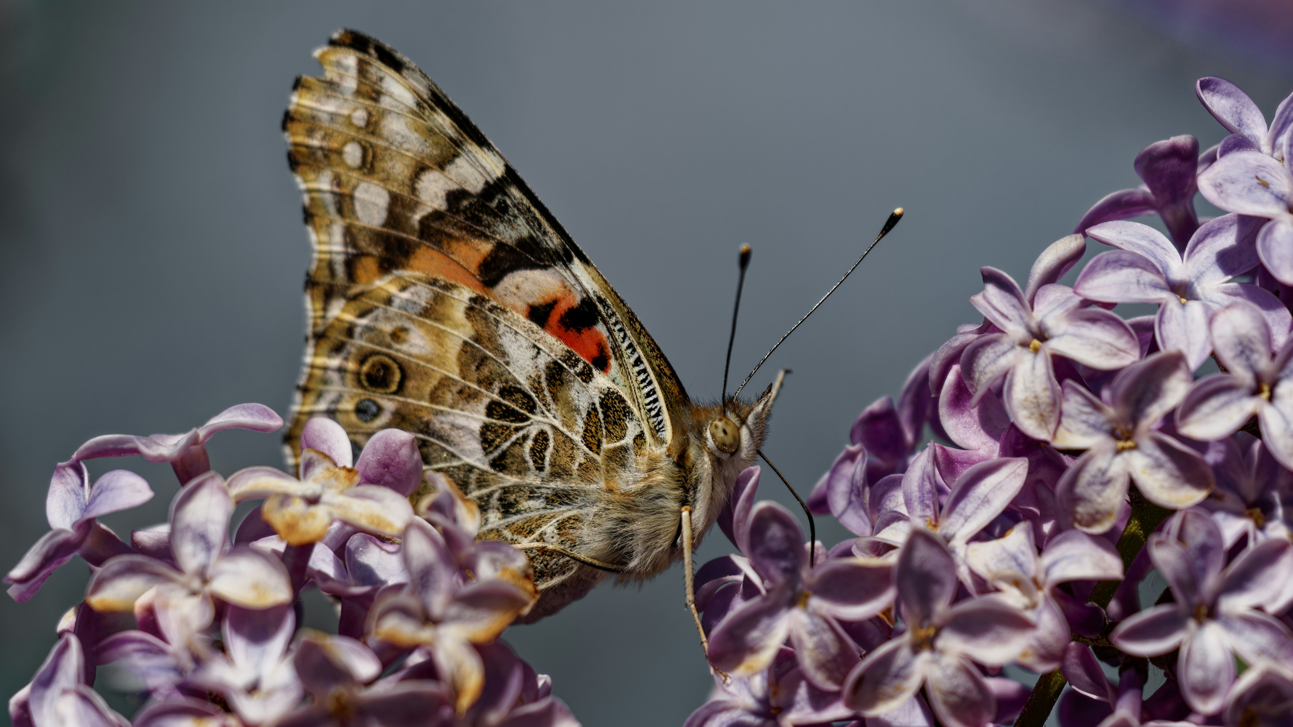 Butterfly on Lilac Blooms: A Quiet Moment of Color and Detail