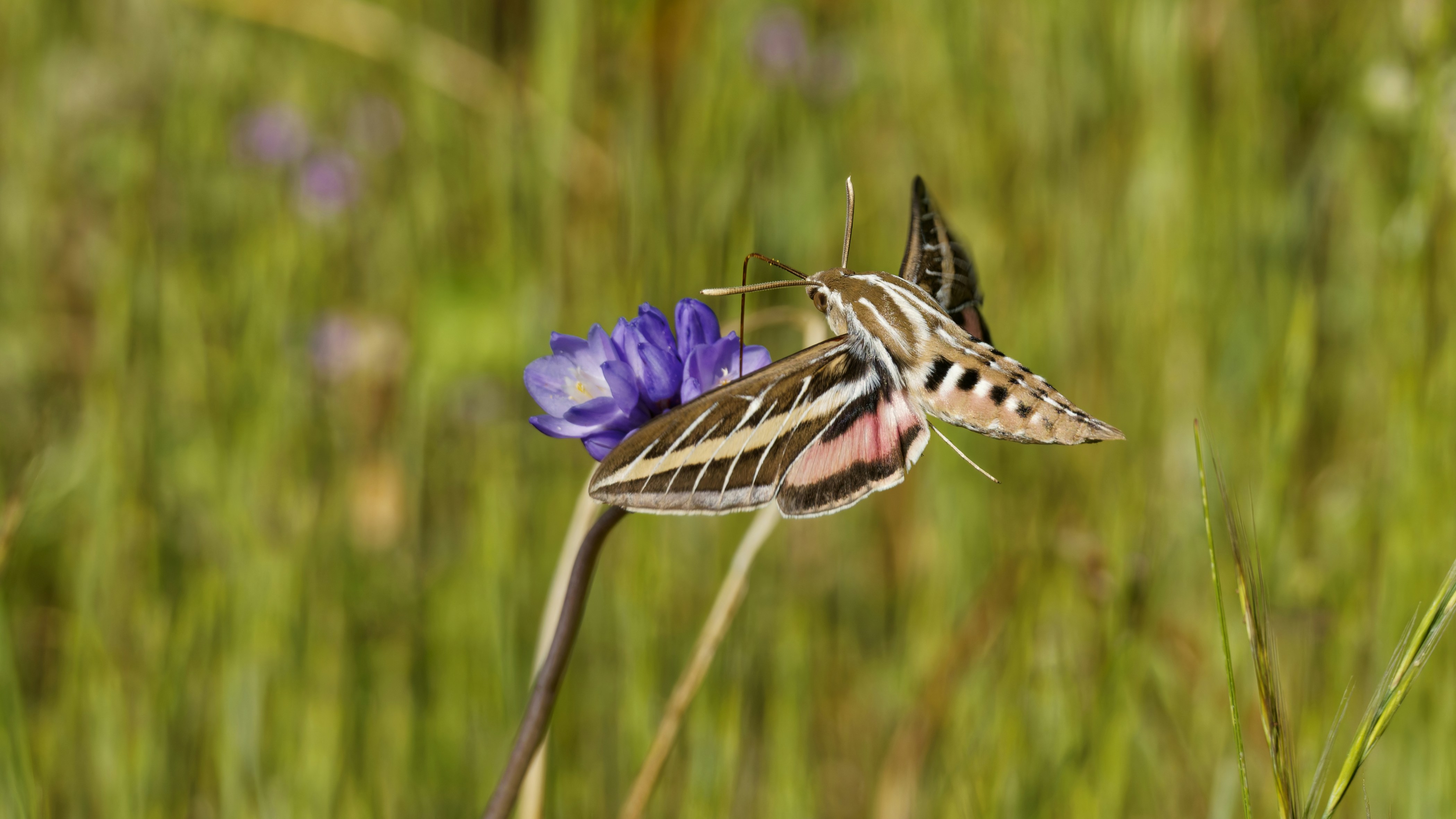 Hovering Glimmer: A Purple Flower, A Humming Butterfly