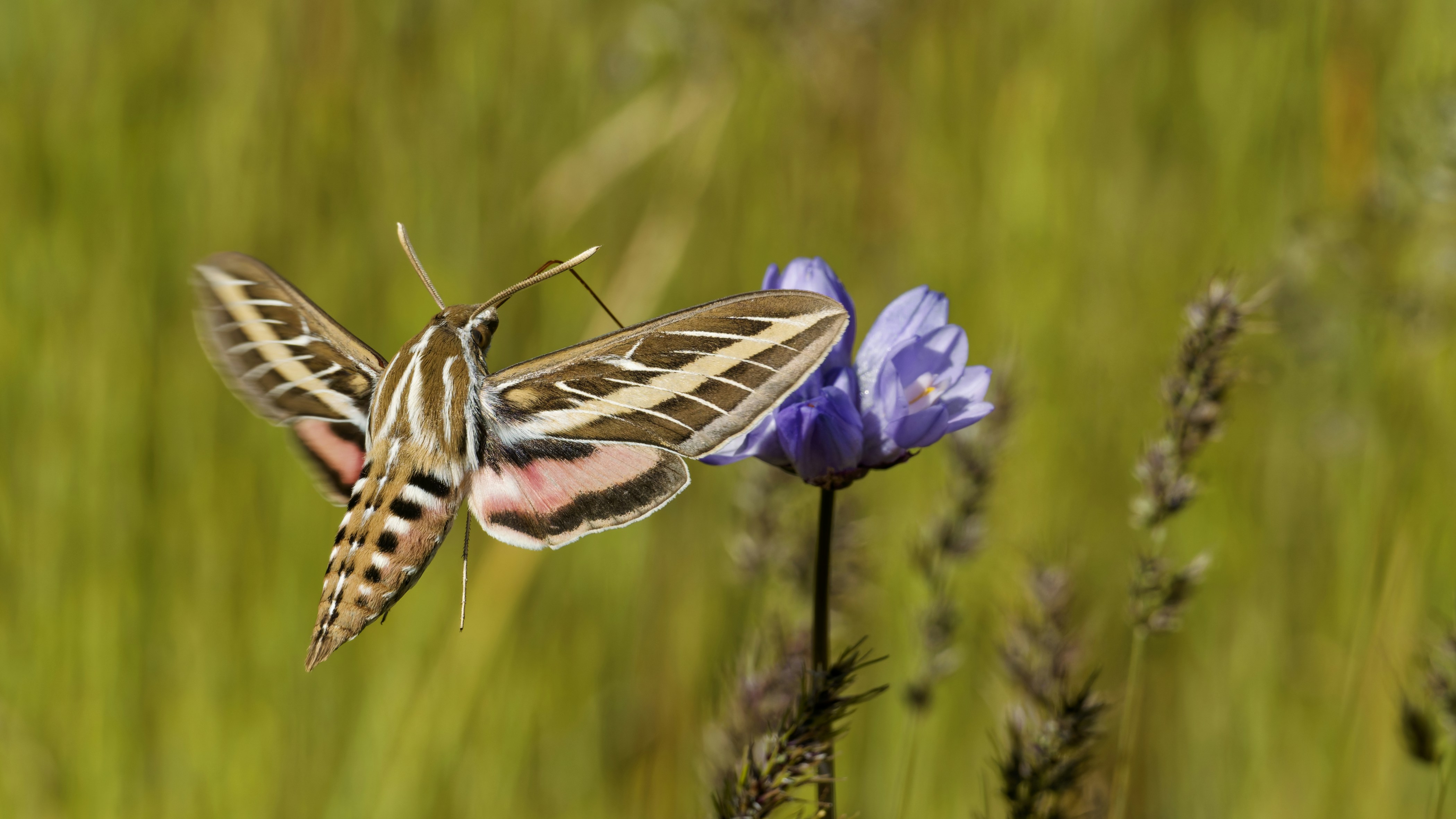 Hummingbird Hawk-moth in a Meadow Airshow