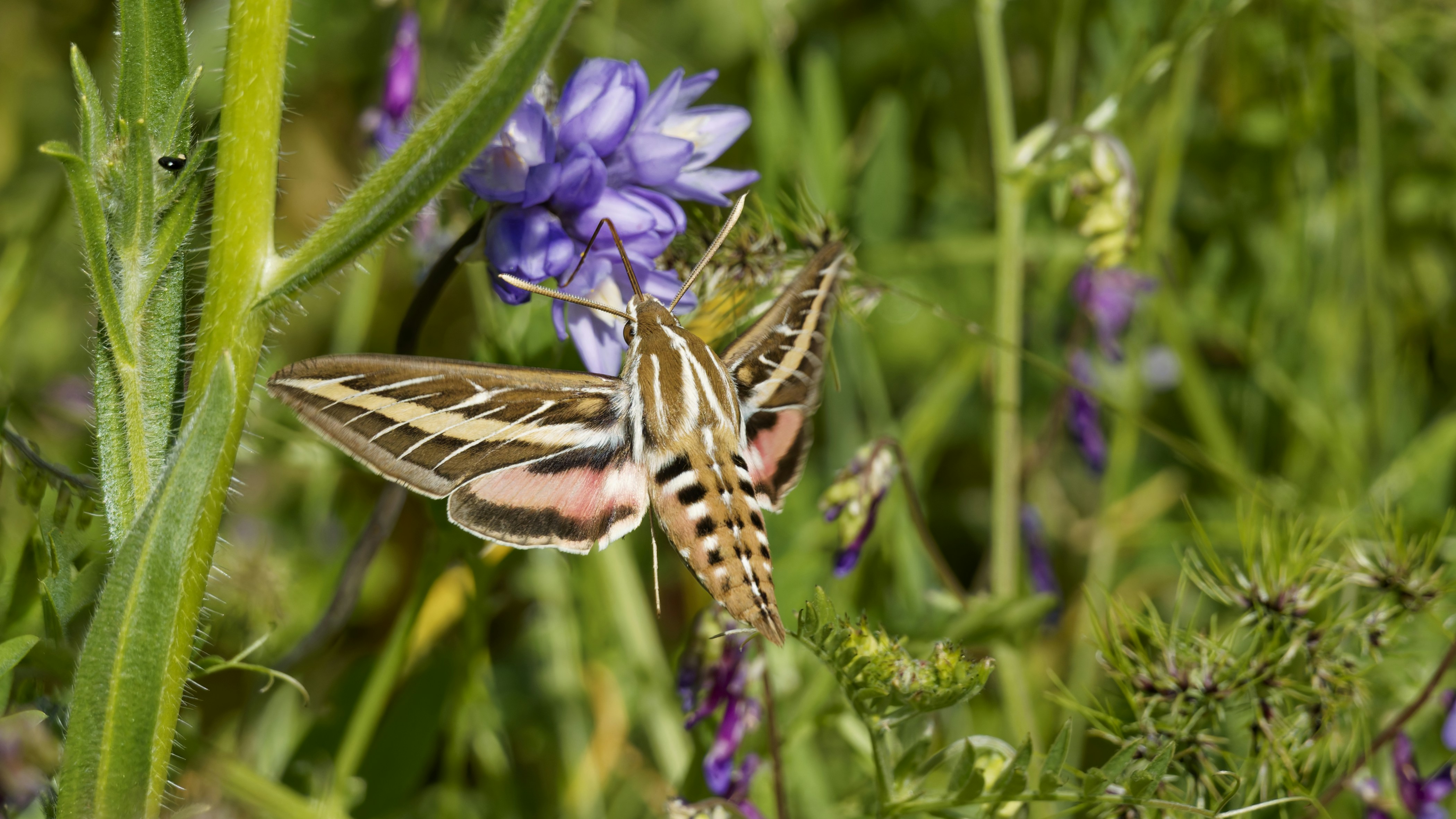 Crimson-winged Wanderer: a butterfly paused among lavender blooms