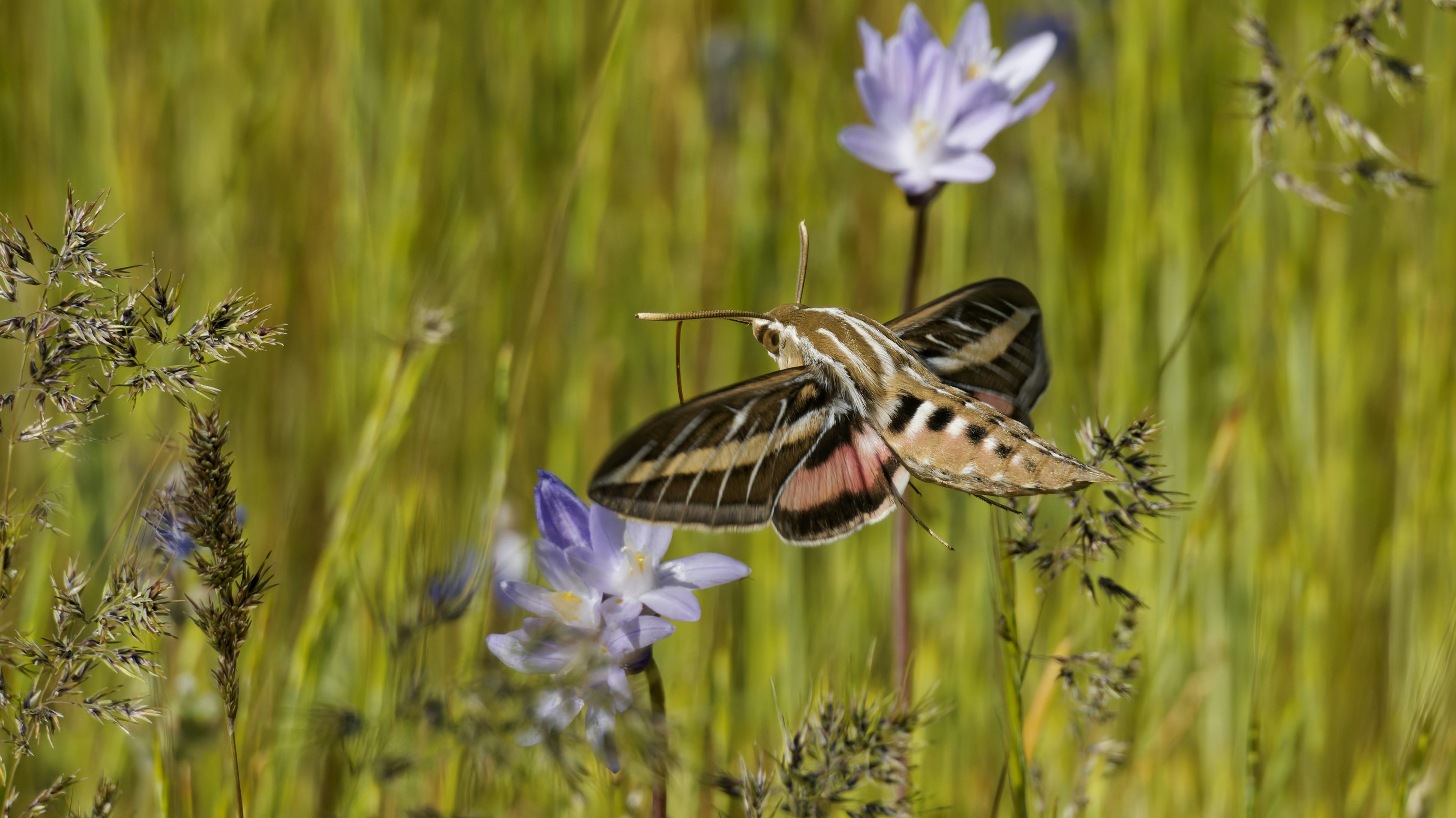 Crimson-winged Hover in a Meadow Frame