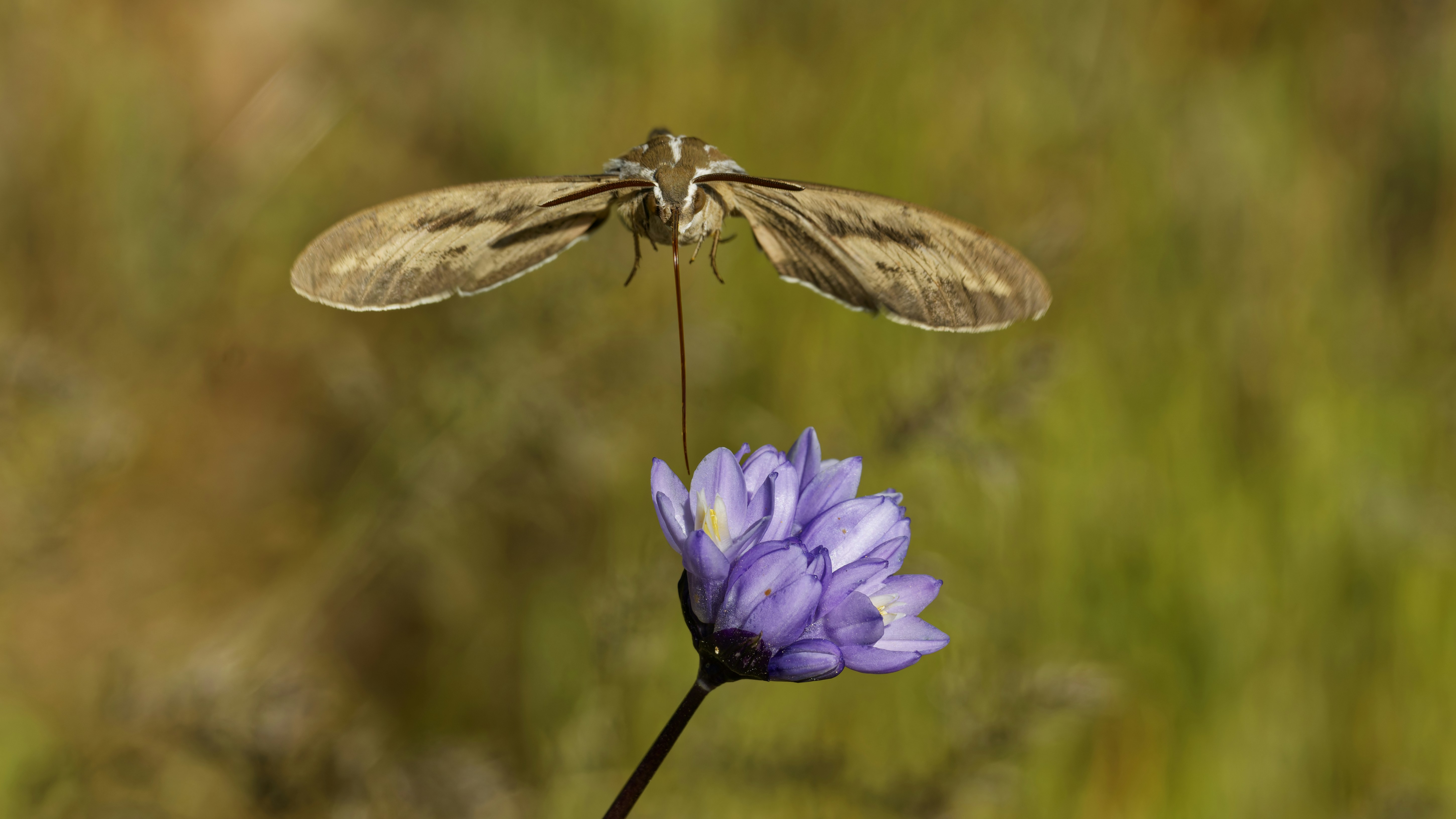 Moth in Chorus: a Purple Bloom Under Flight