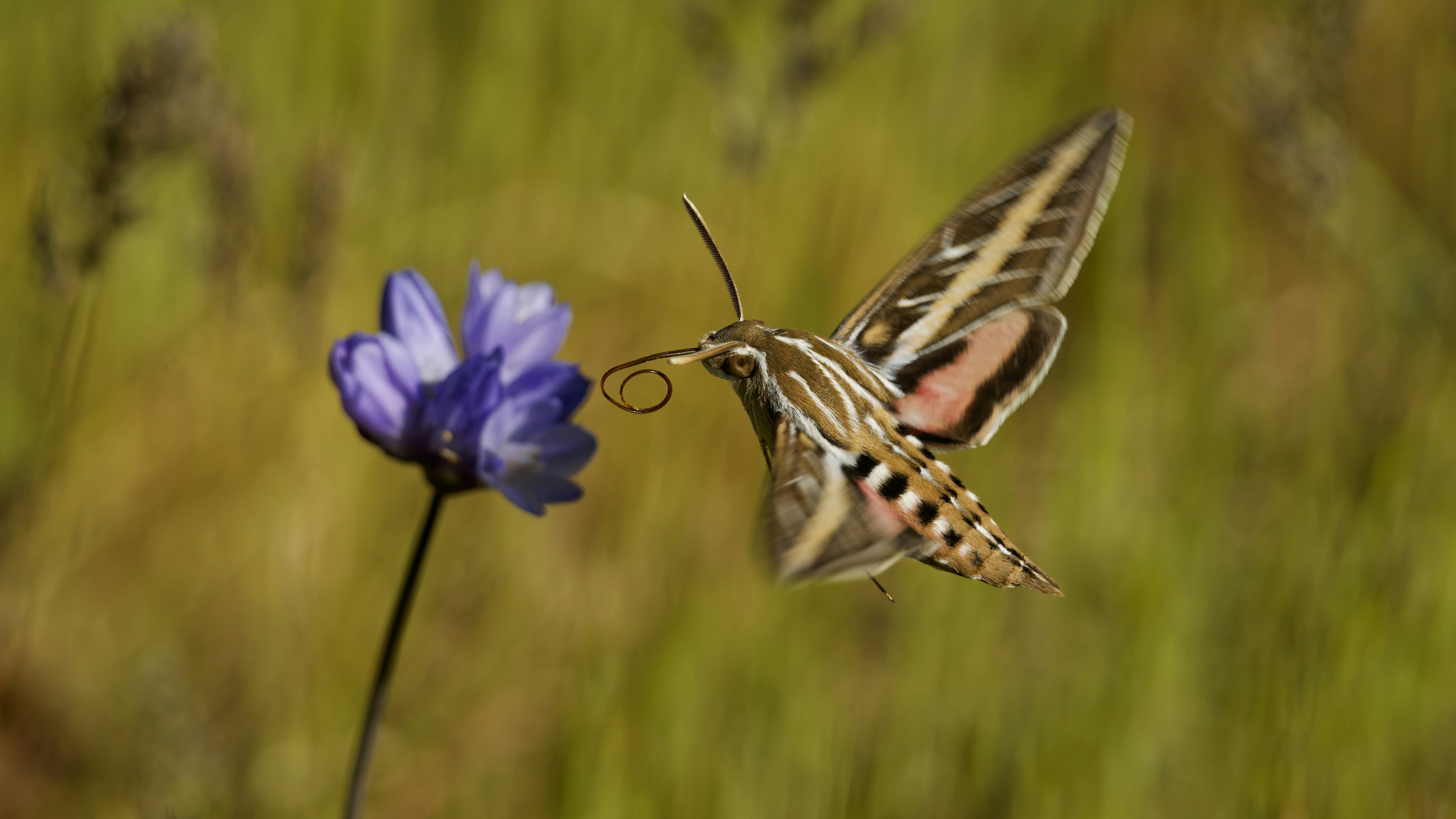 Winged Target: A Butterfly Near a Violet Bloom in Soft Focus Meadow
