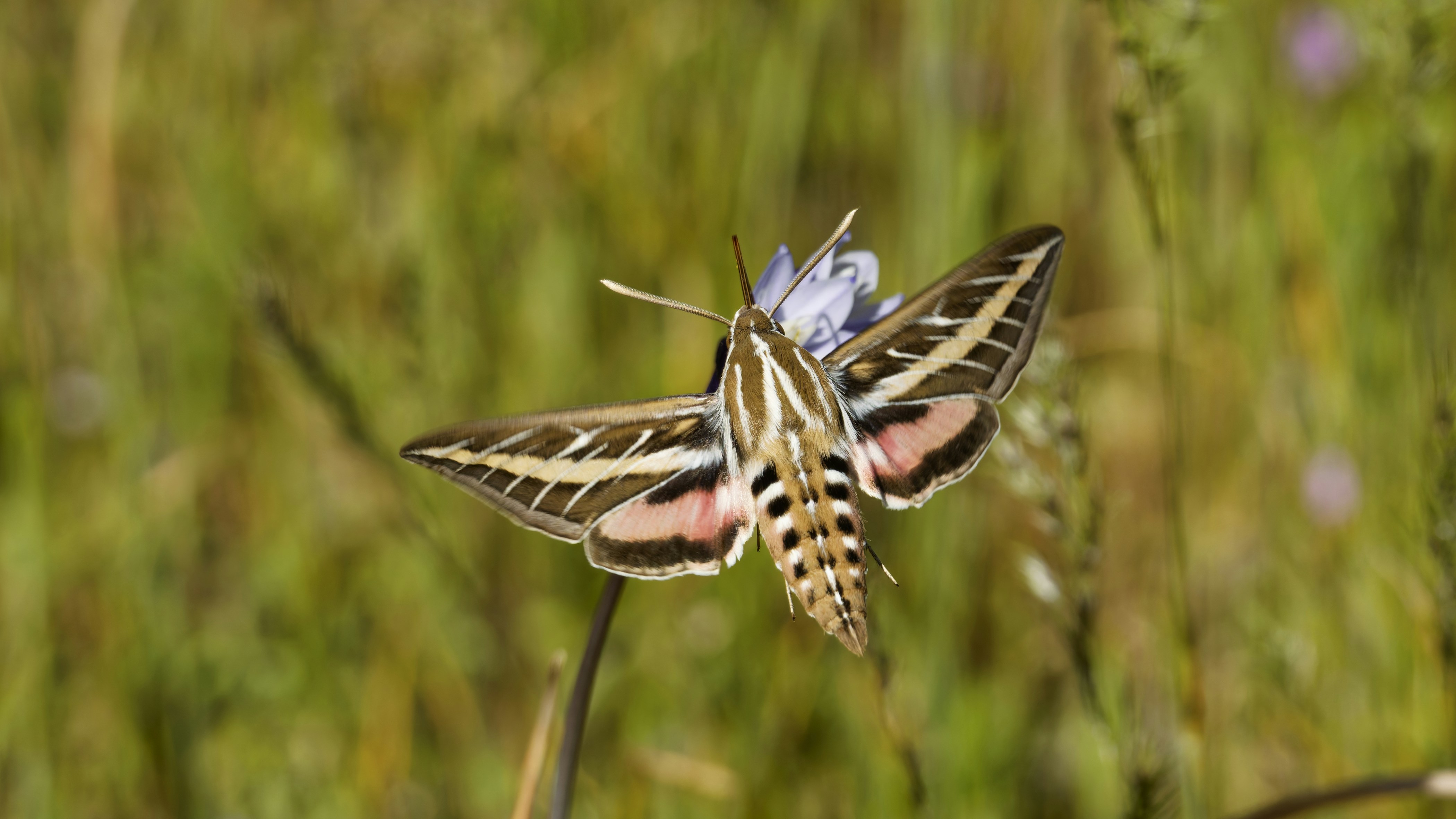 Twilight Monarch: A Painted Winged Moment in Wildflower Field