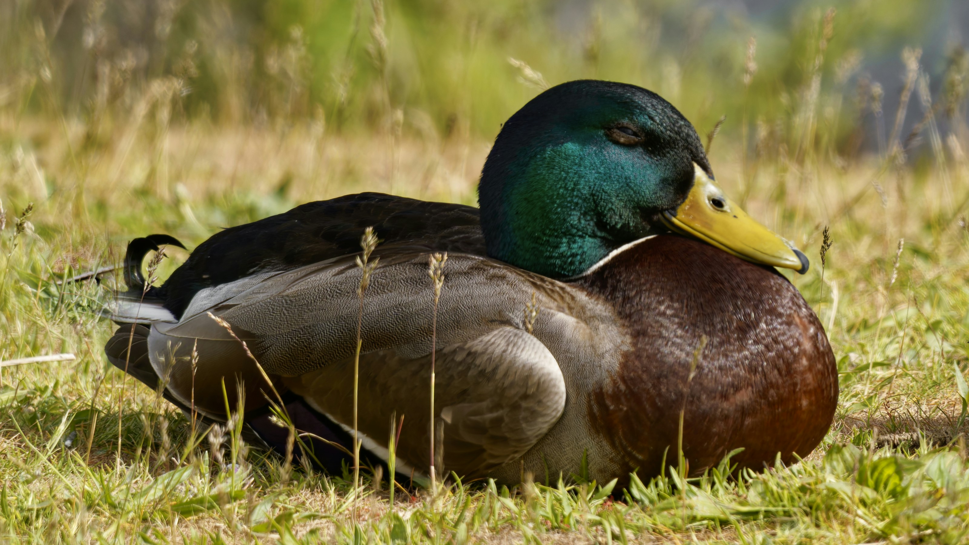 Sunlit Mallard Resting in Golden Meadow