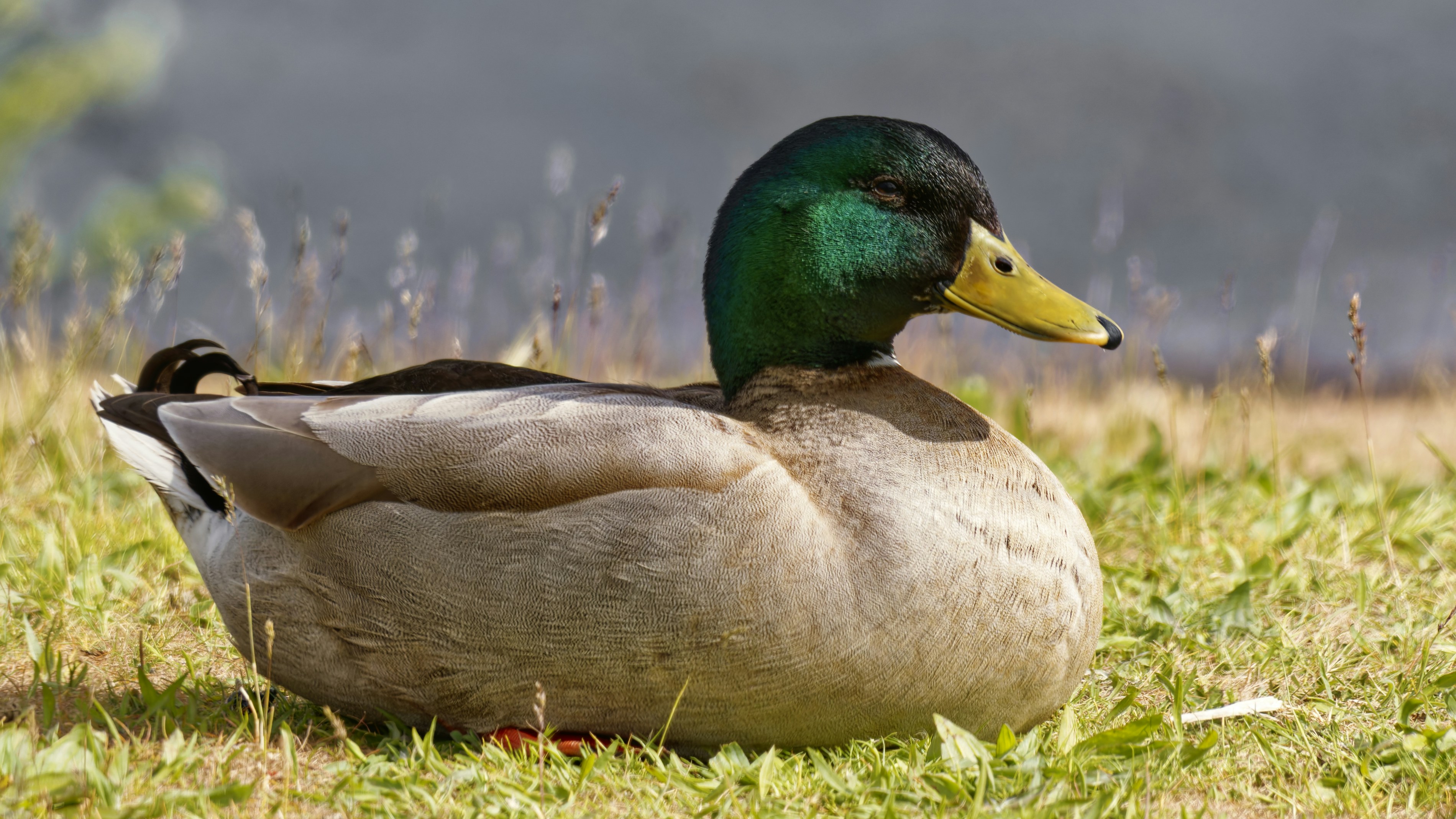 Mallard in Overnight Light