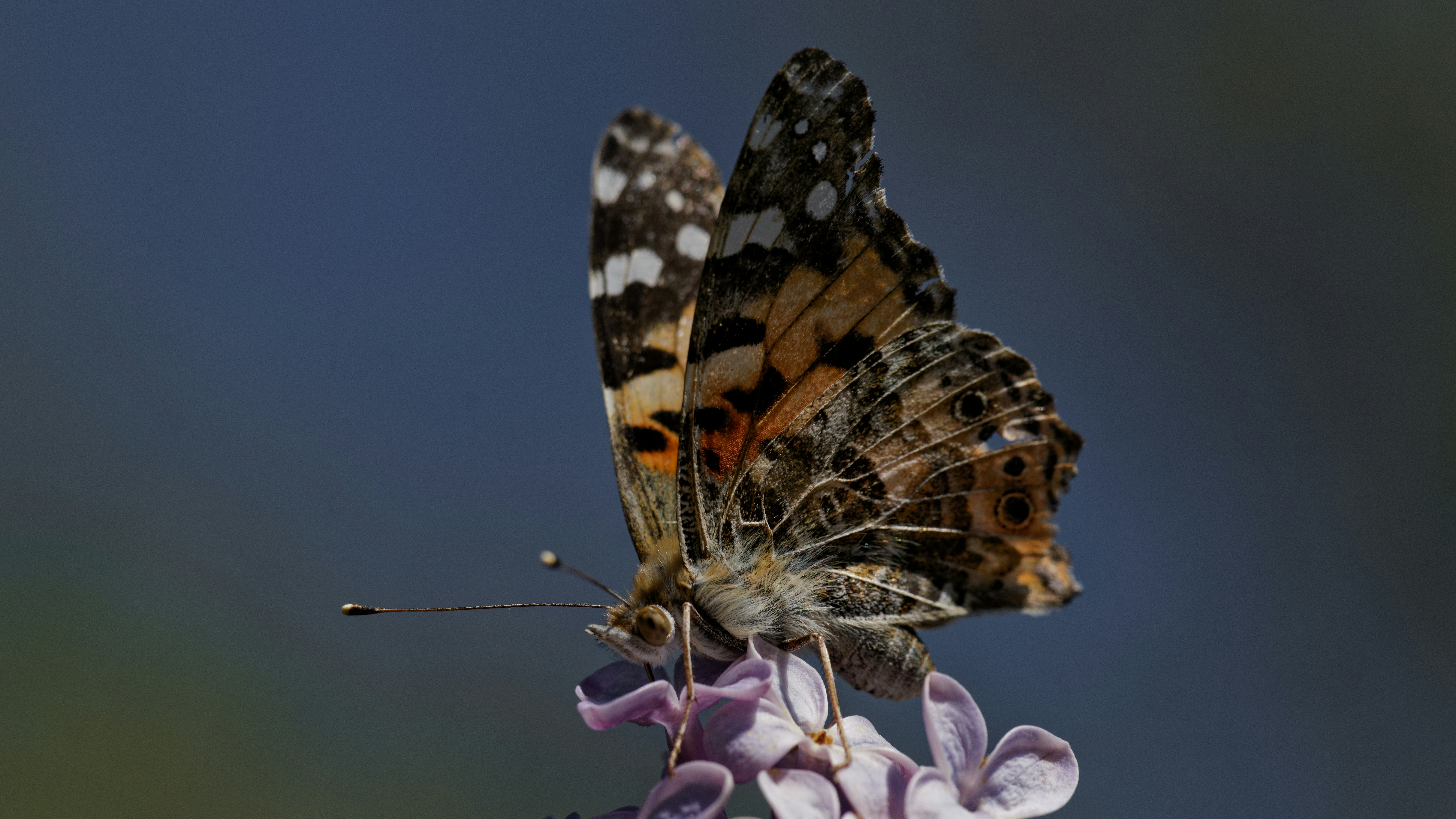 Close-Up of a Painted Lady on Soft-Purple Bloom in Evening Light