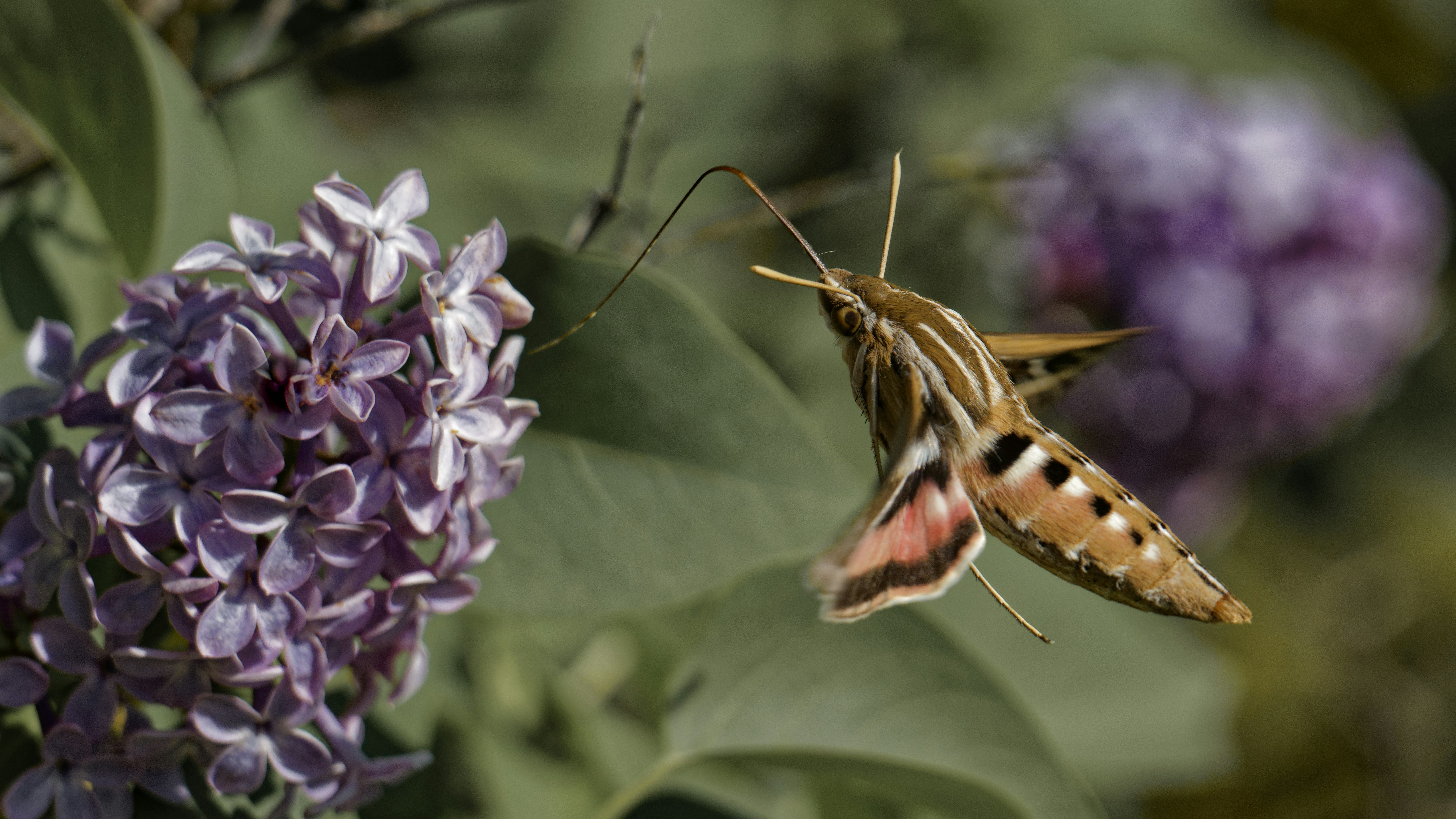 Fluttering Hues: A Hummingbird Moth Near Purple Lupines