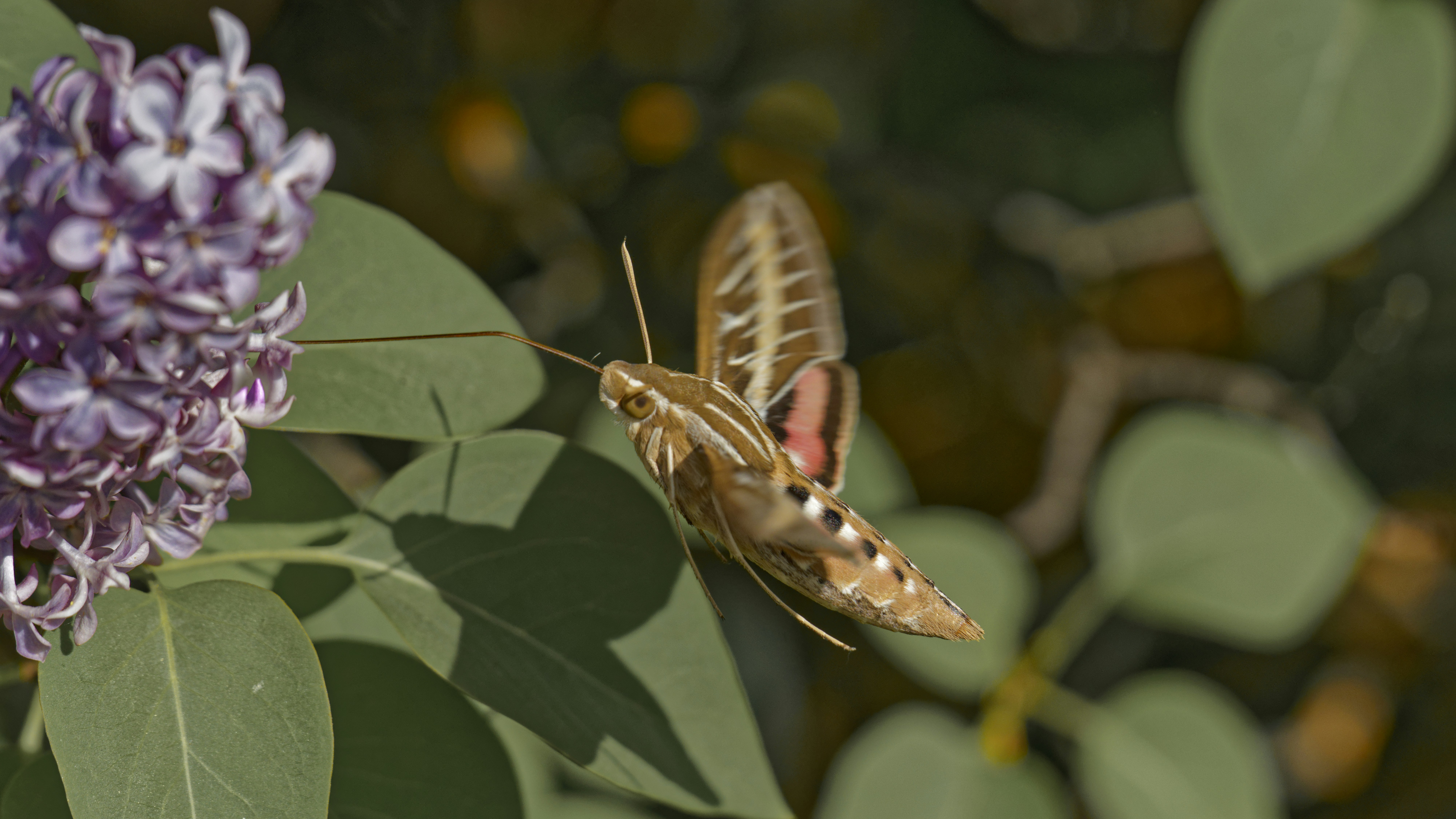 Amber-winged Visitor: A Humming Moth Pauses by Purple Lilac