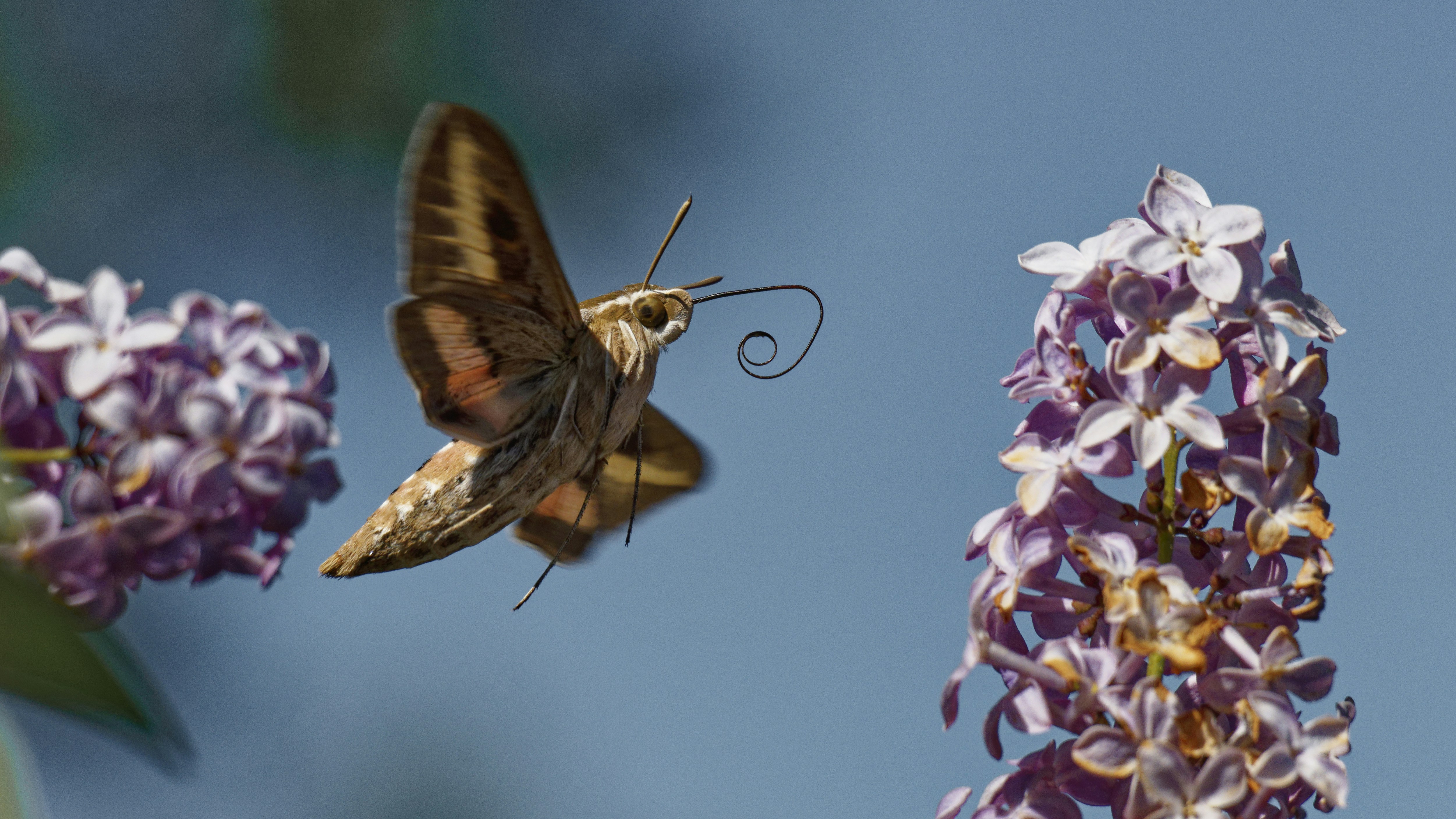 Hummingbird Butterfly: Hovering Between Lilac Blossoms