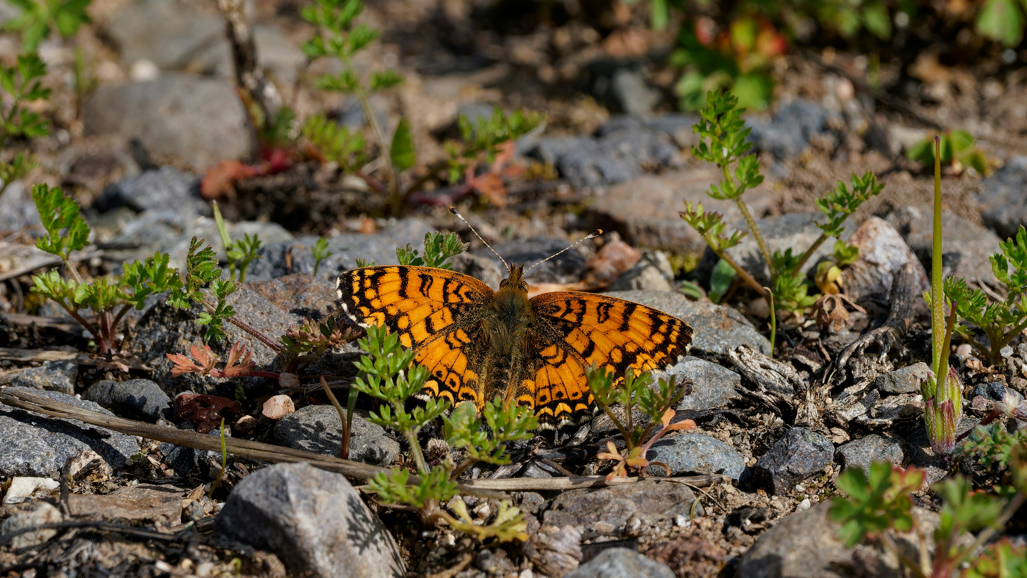 Orange butterfly on sunlit rocky ground among sparse greenery