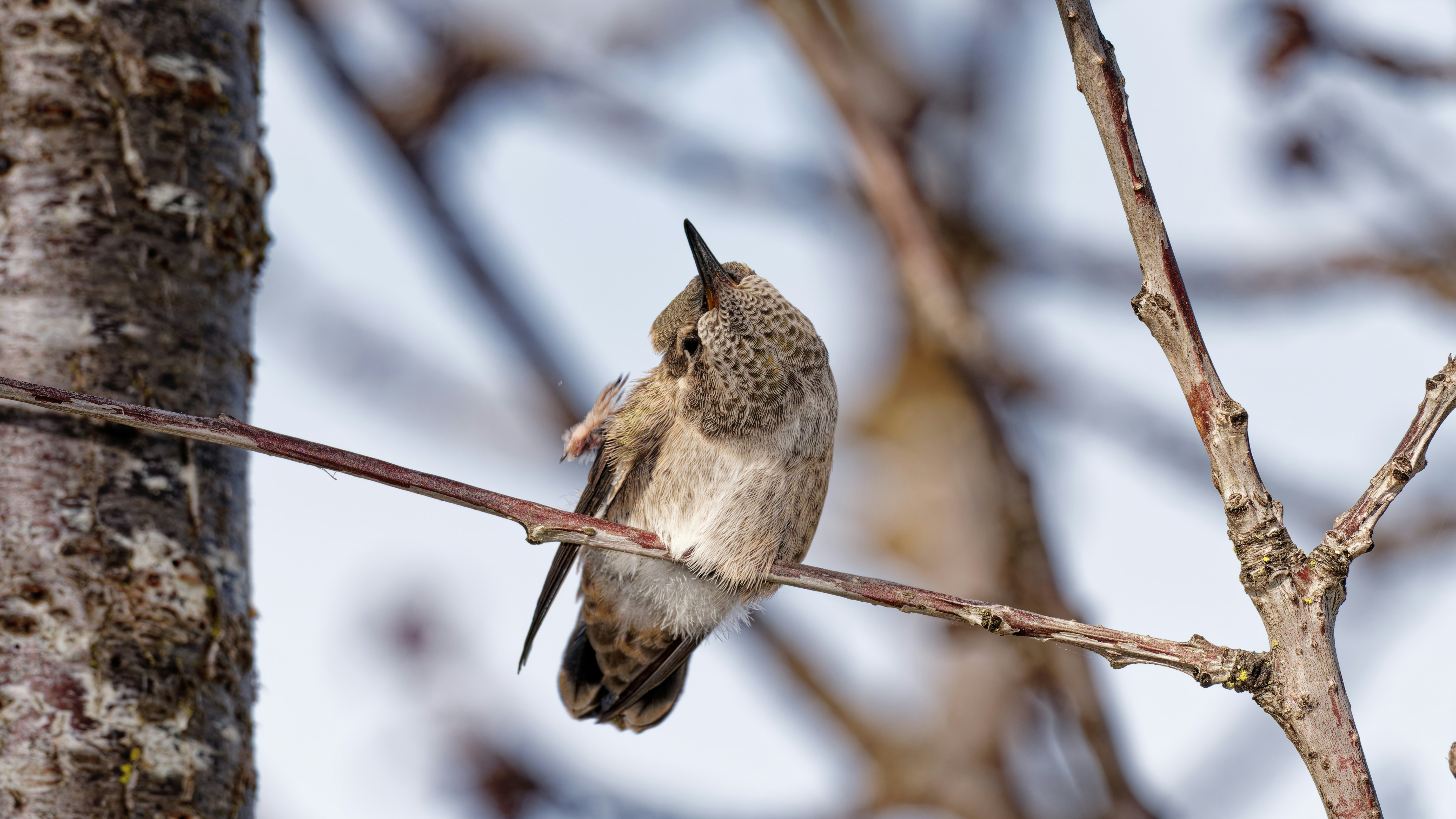 Perched Hummer Against Spring Branches