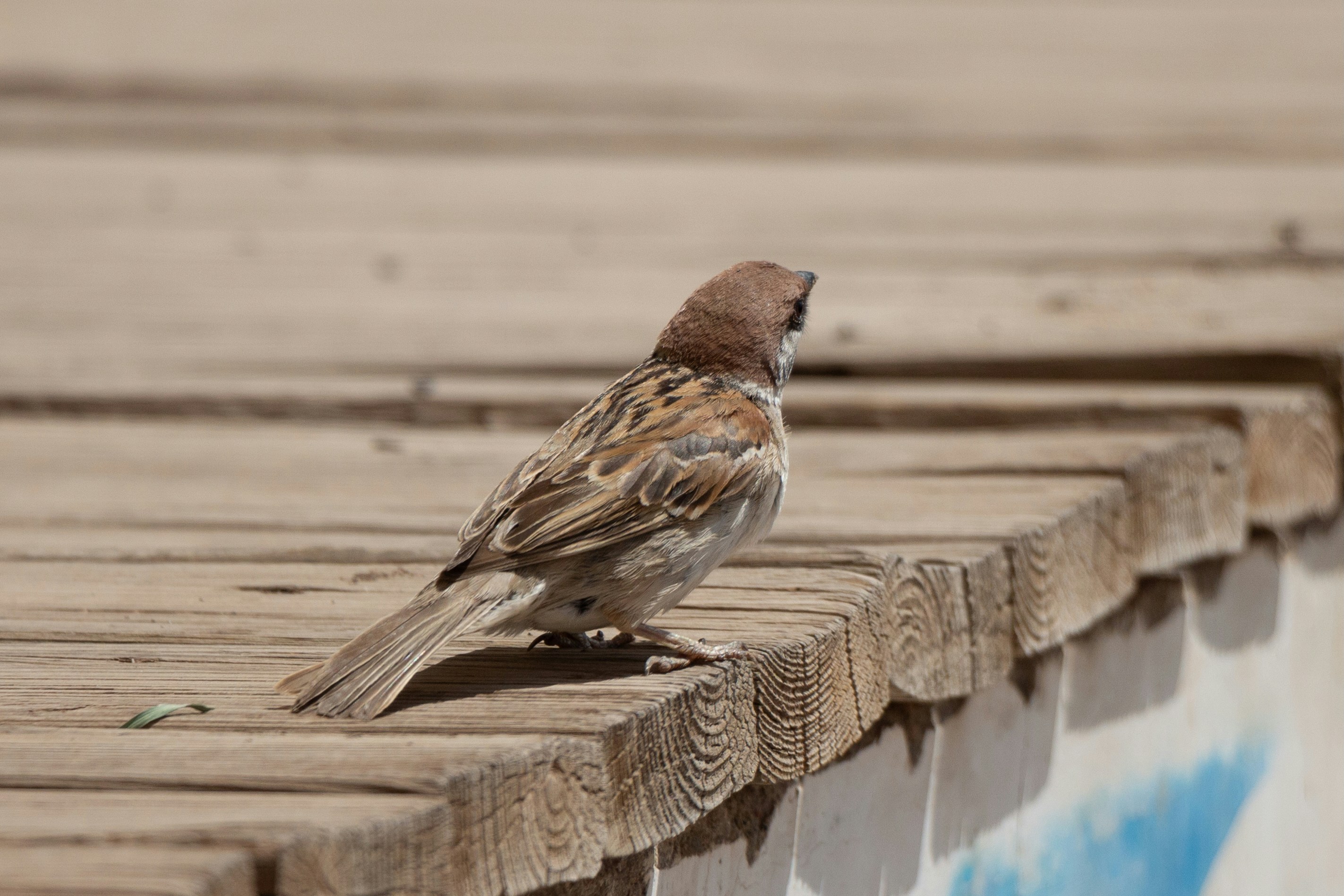 Little Browns on a Boardwalk: A Sparrow Perches by the Waterline