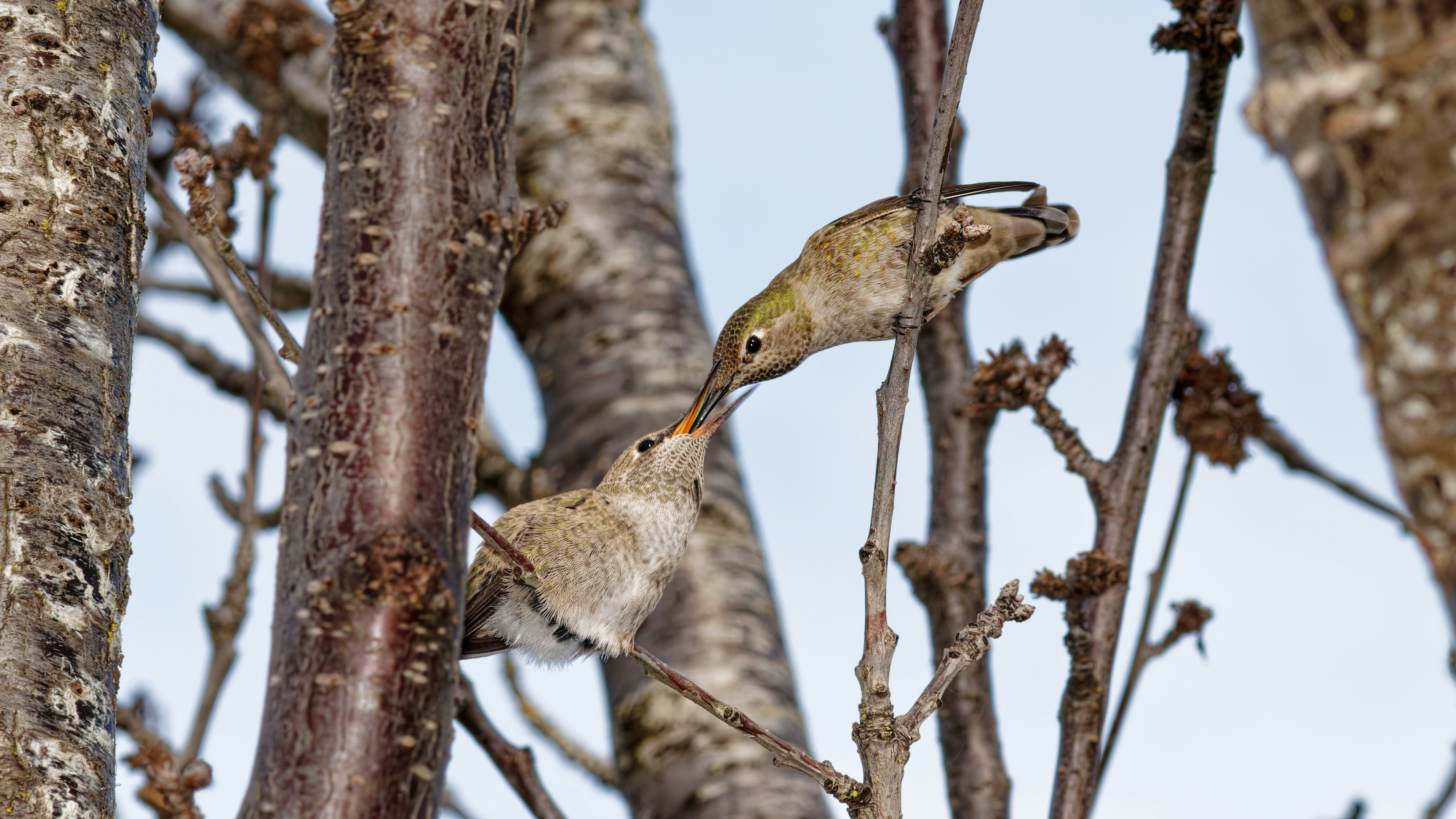 Close Draw: Two Hummingbirds in a Weeping Branch Encounter