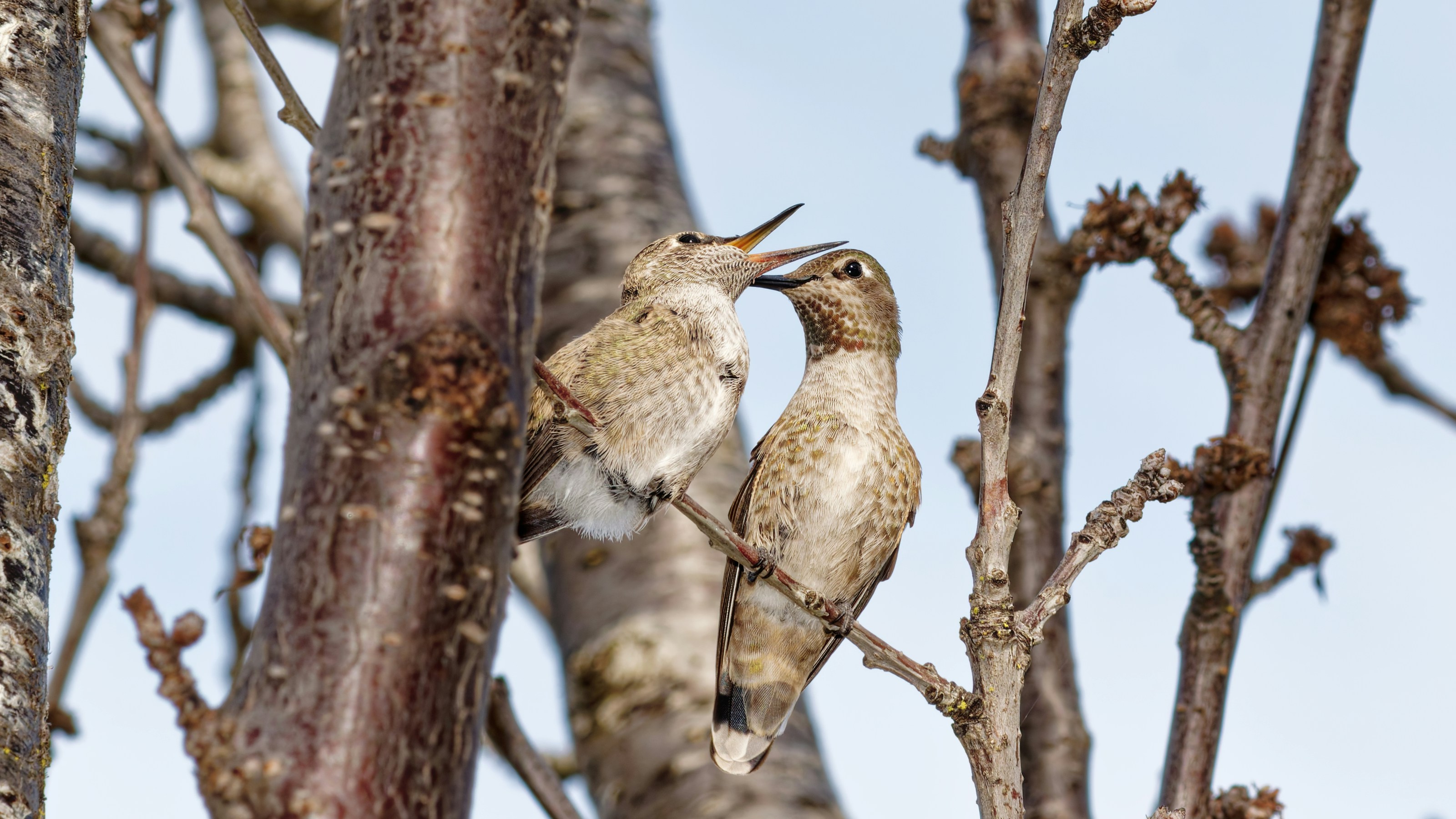 Courtship in the Thicket: Two Beaks Meet Amid Spring Branches
