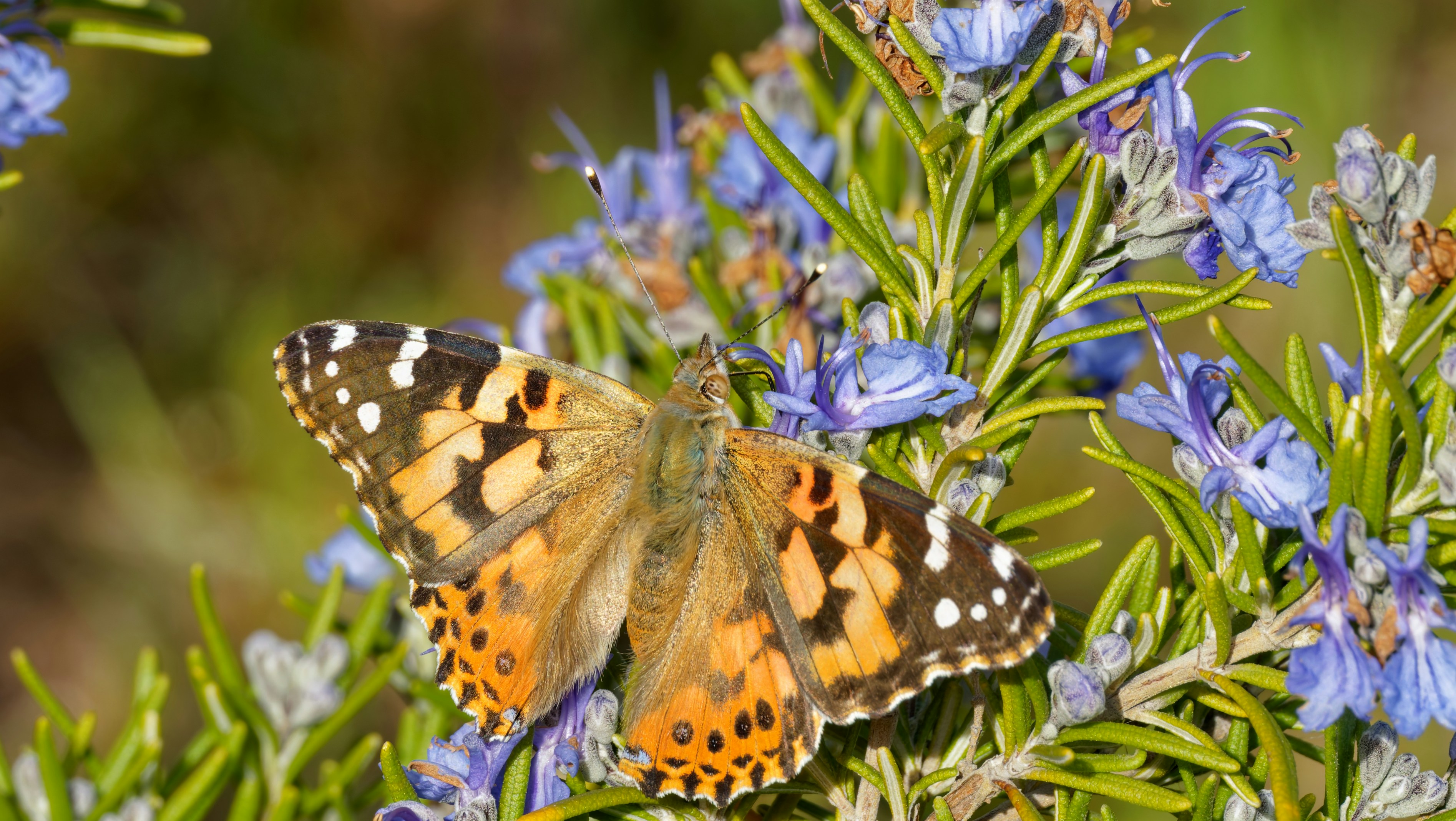 Azure Guests: A Painted Lady Perched Among Violet Sprigs