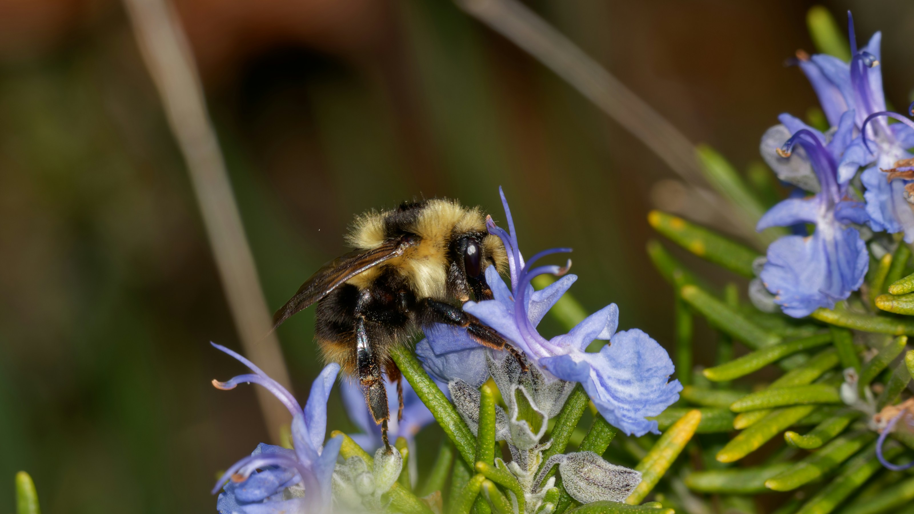 Buzzing on Indigo Bloom: A Bee's Closer View
