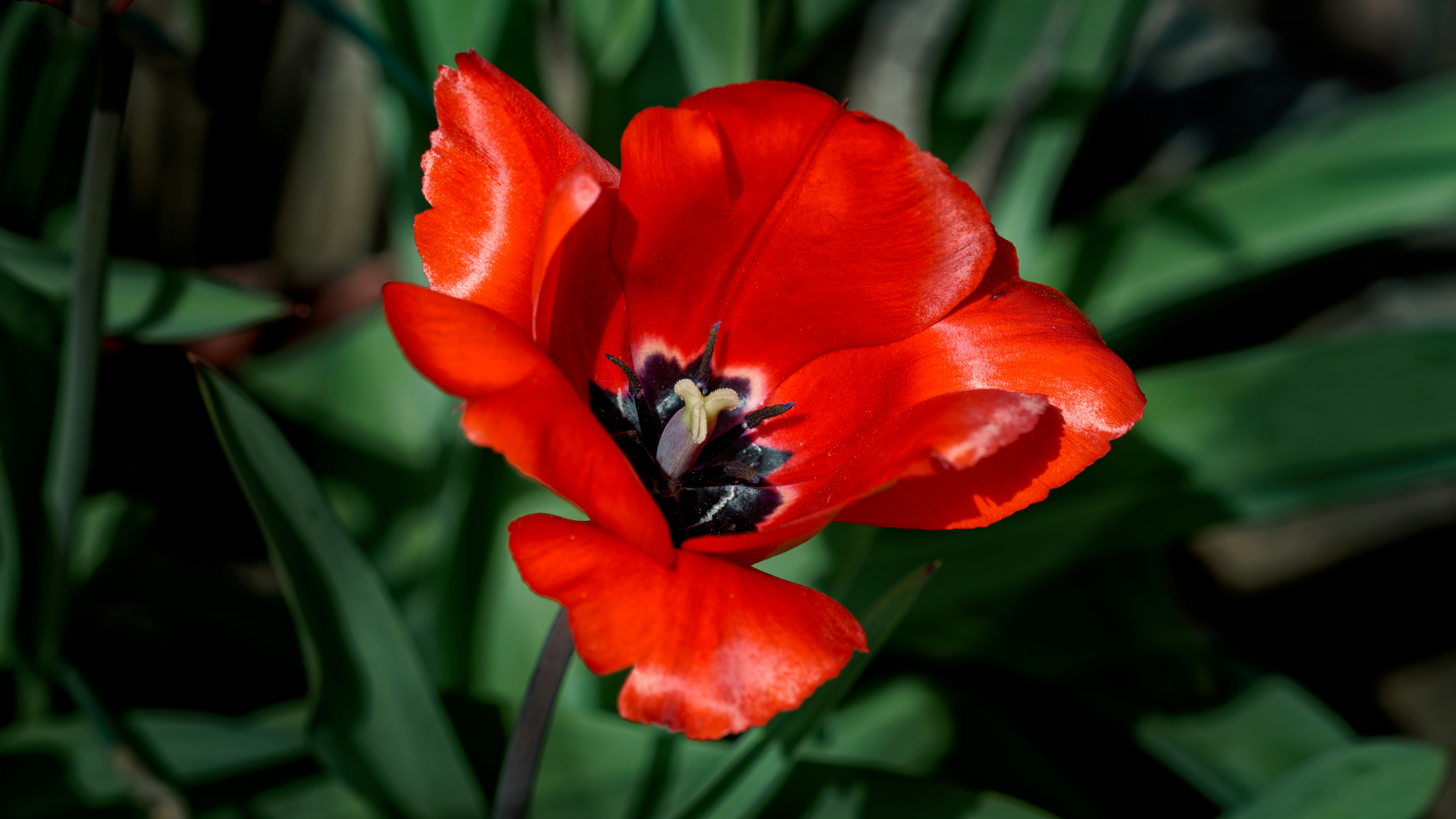 Crimson Tulip Spotlight: Center Stage in a Deep Green Frame