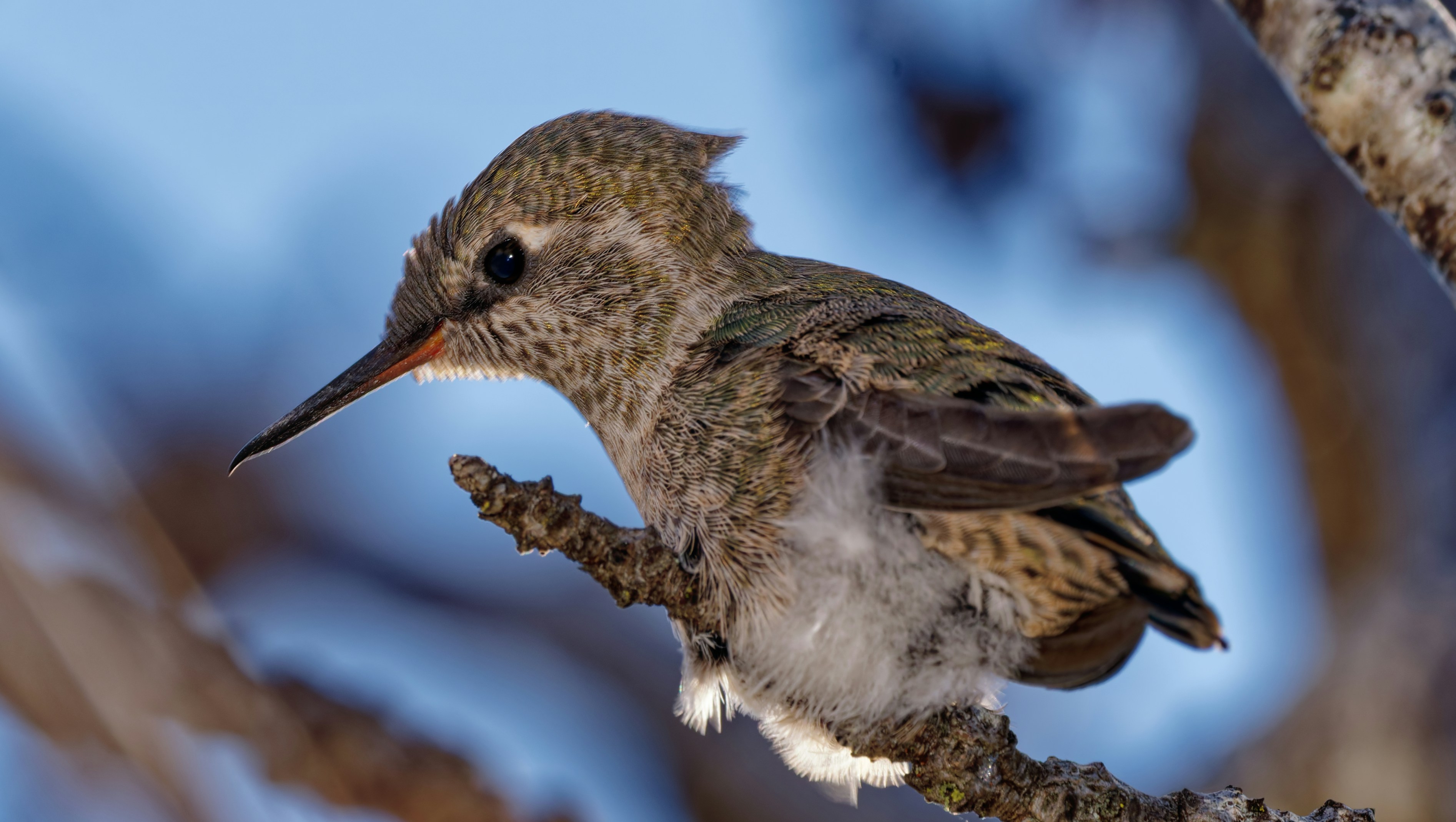 Perched Hummingbird Snapshot: Striking Detail on a Frosty Branch