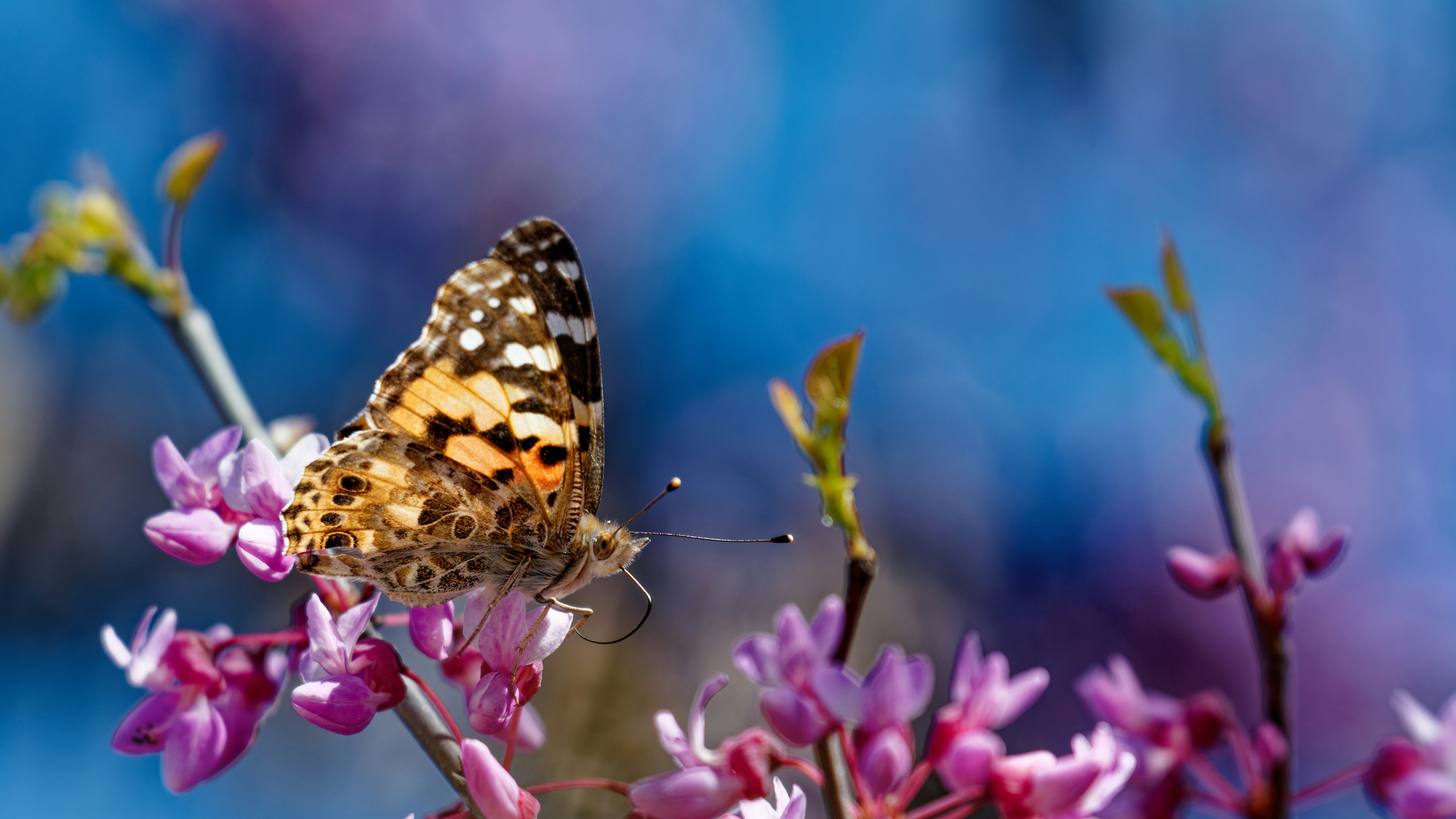 Crimson Butterfly on Pink Aurora