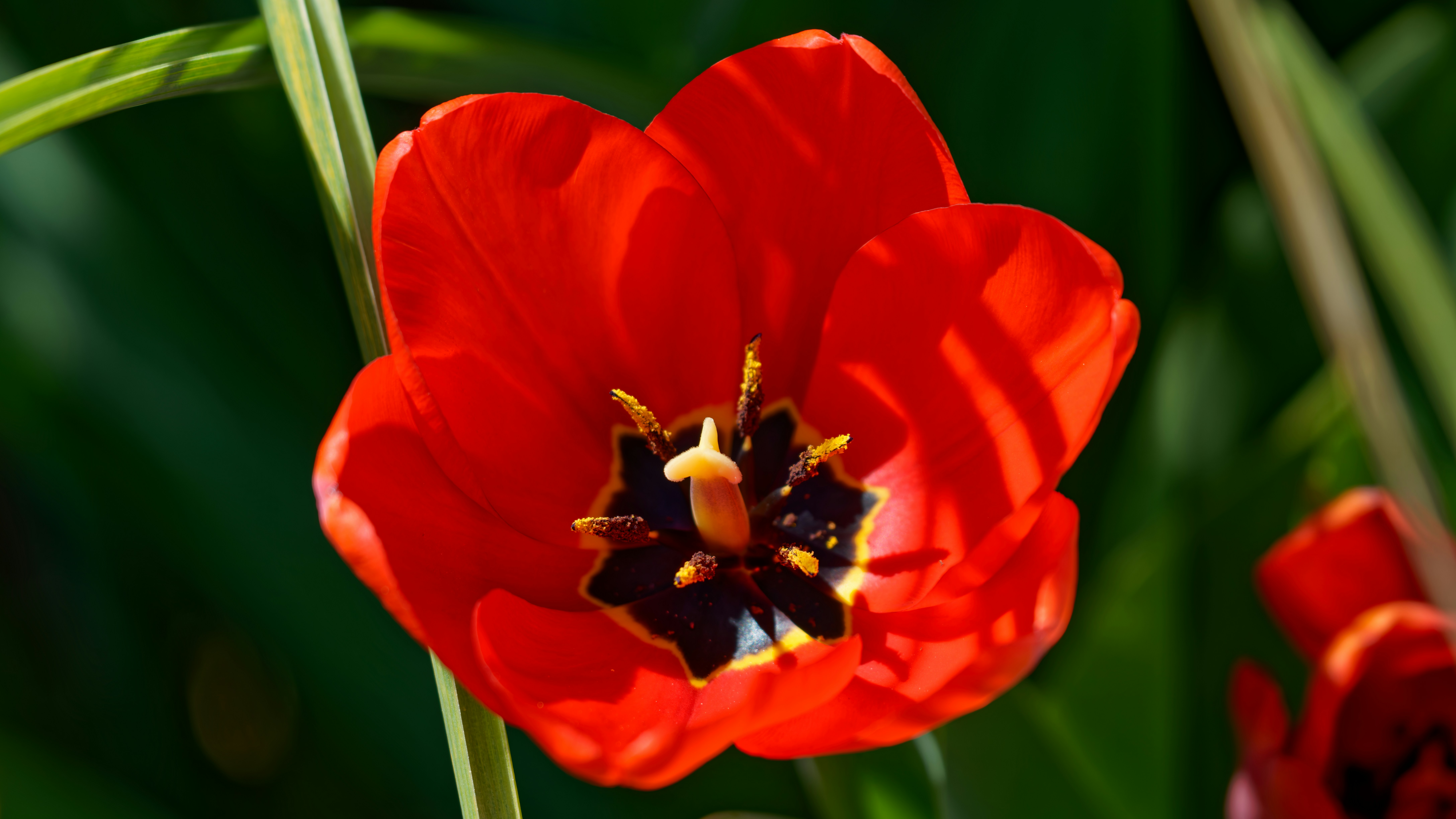 Crimson Tulip Centerstage: A Close-Up of Velvet Petals and Starry Core