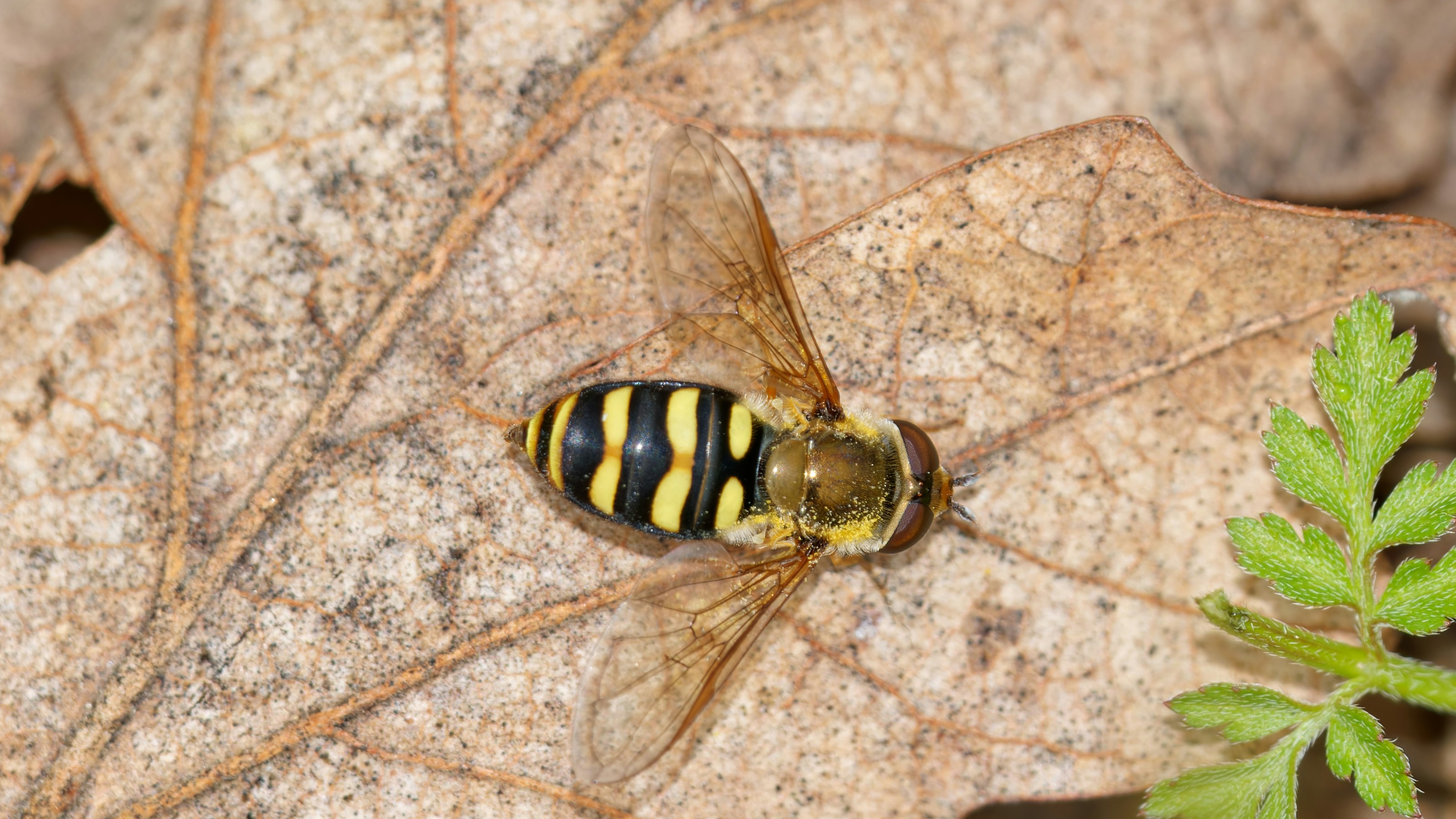 Hovering Stripes: A Hornet Moth Resting on a Leaf
