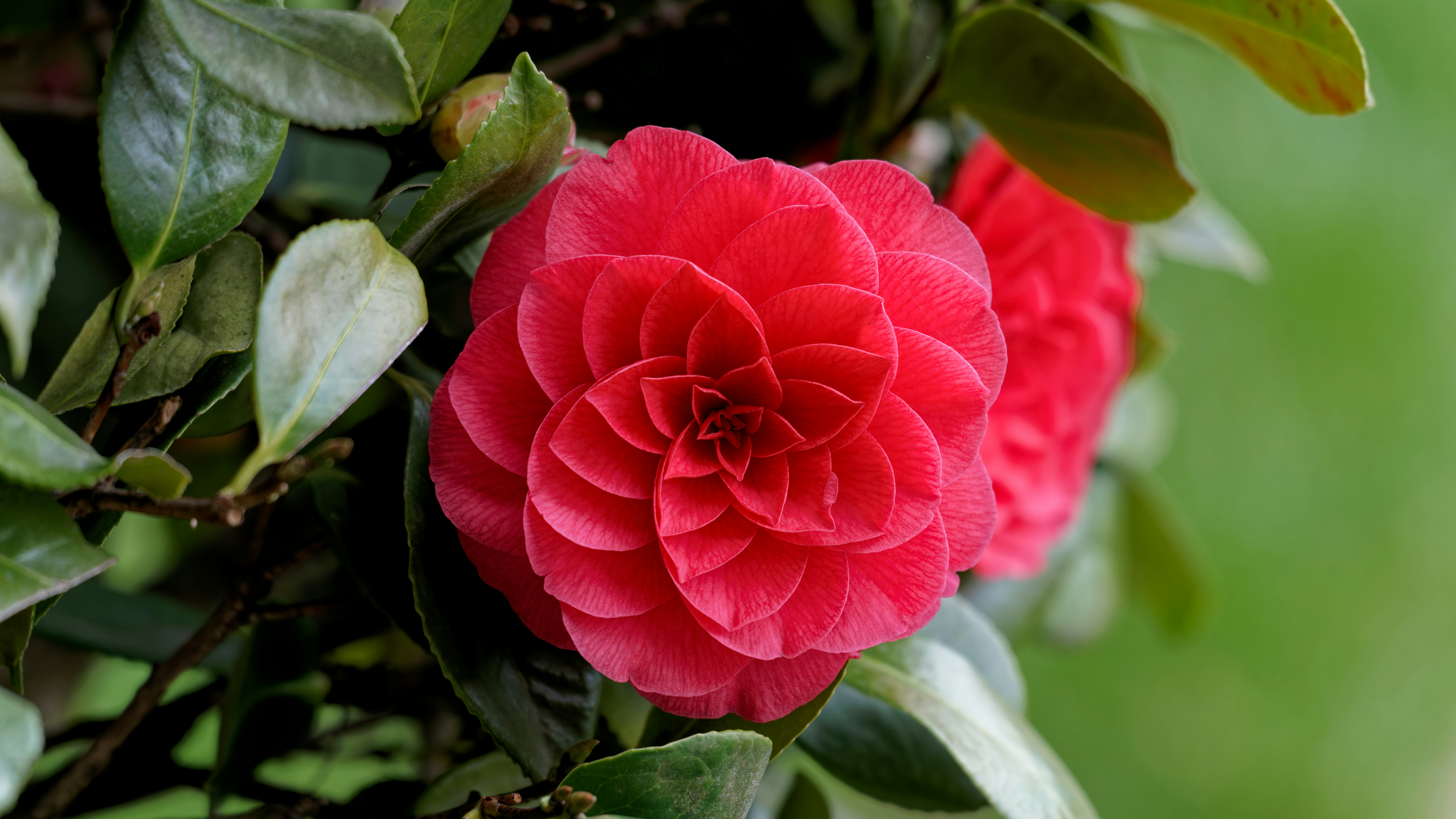Crimson Petal Bloom Against Velvet Green