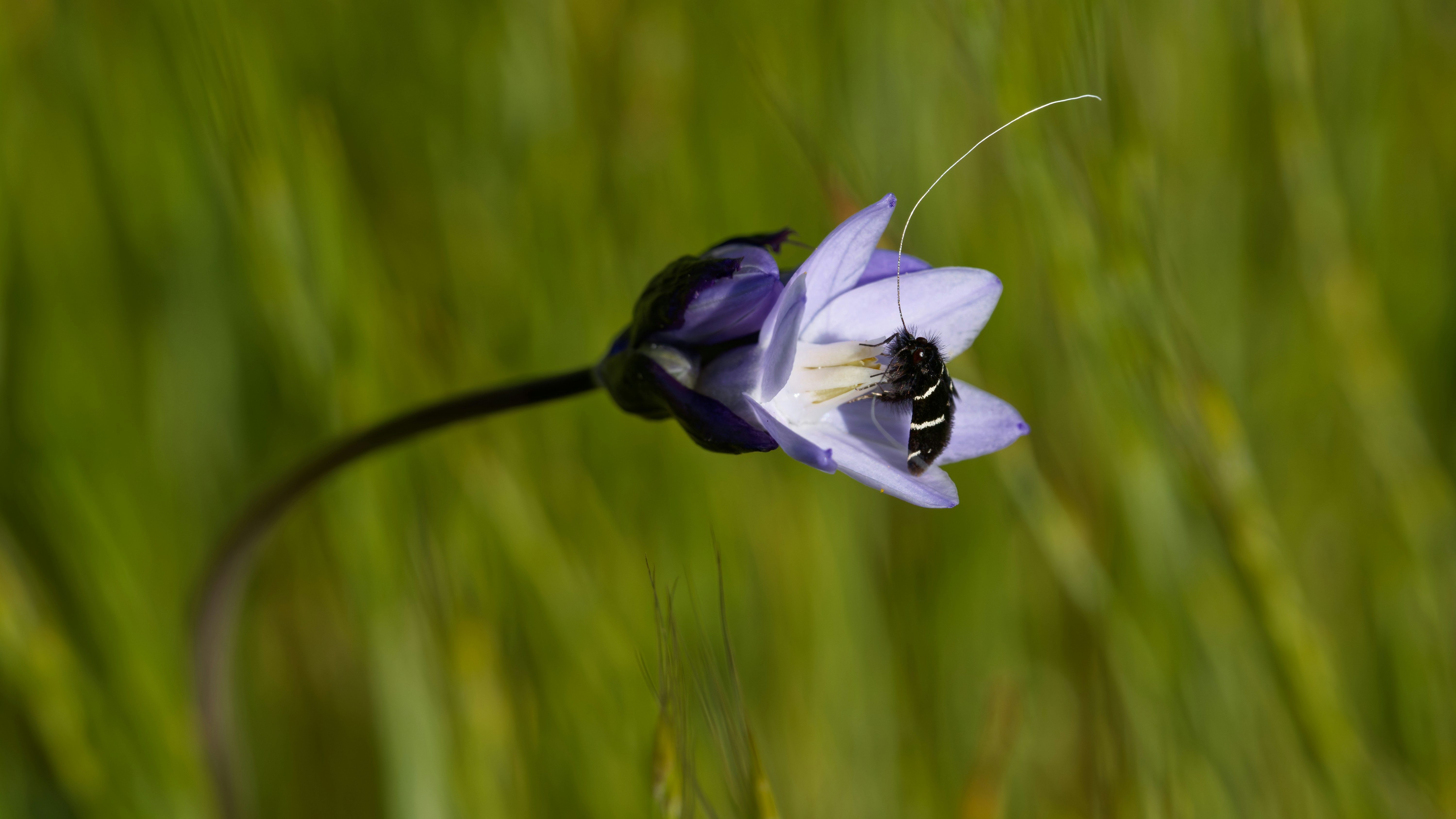 Bent stem, single violet bloom cradling a busy bee