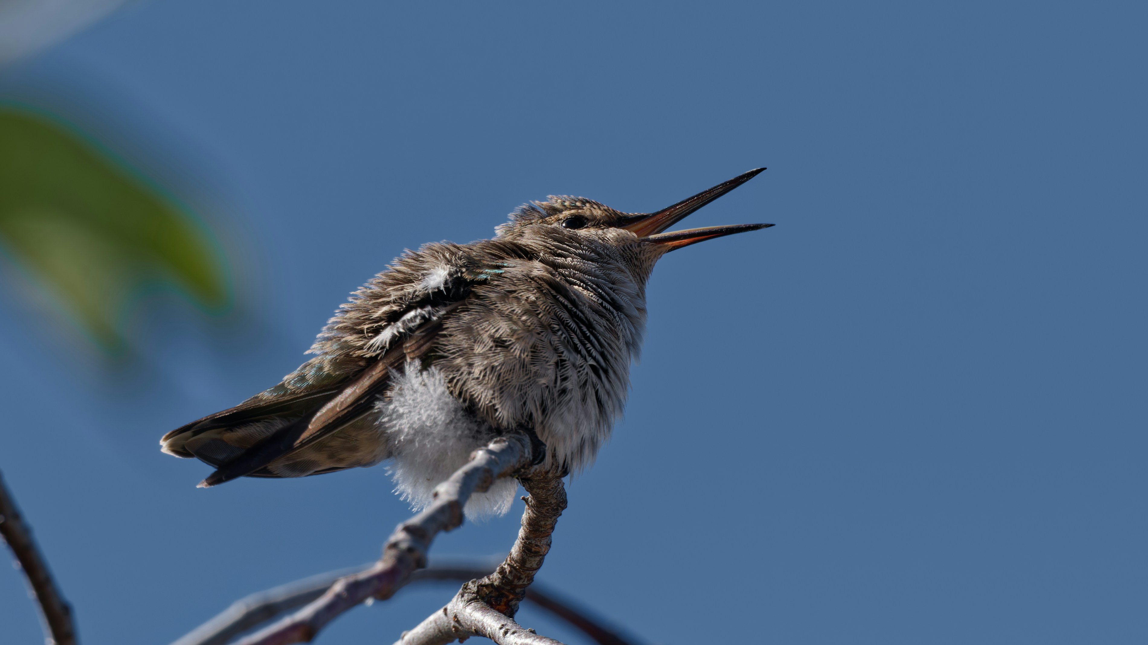 Crested Songbird Keenly Sings at the Sky