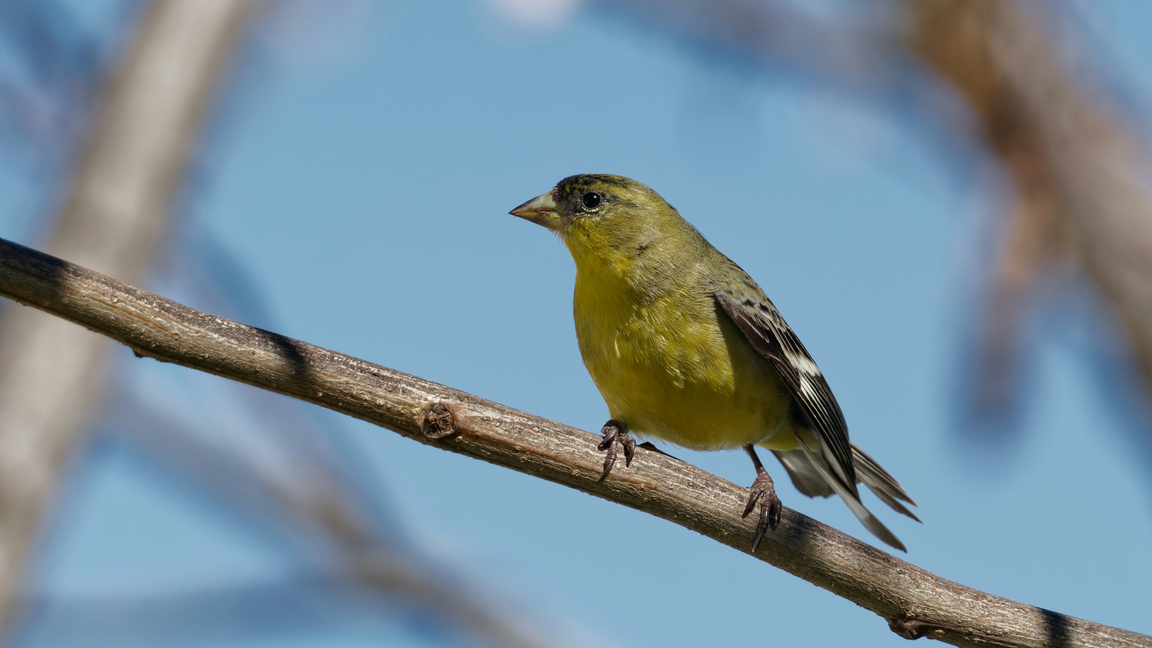 Yellow Warbler on a Threadbare Branch Under a Clear Sky