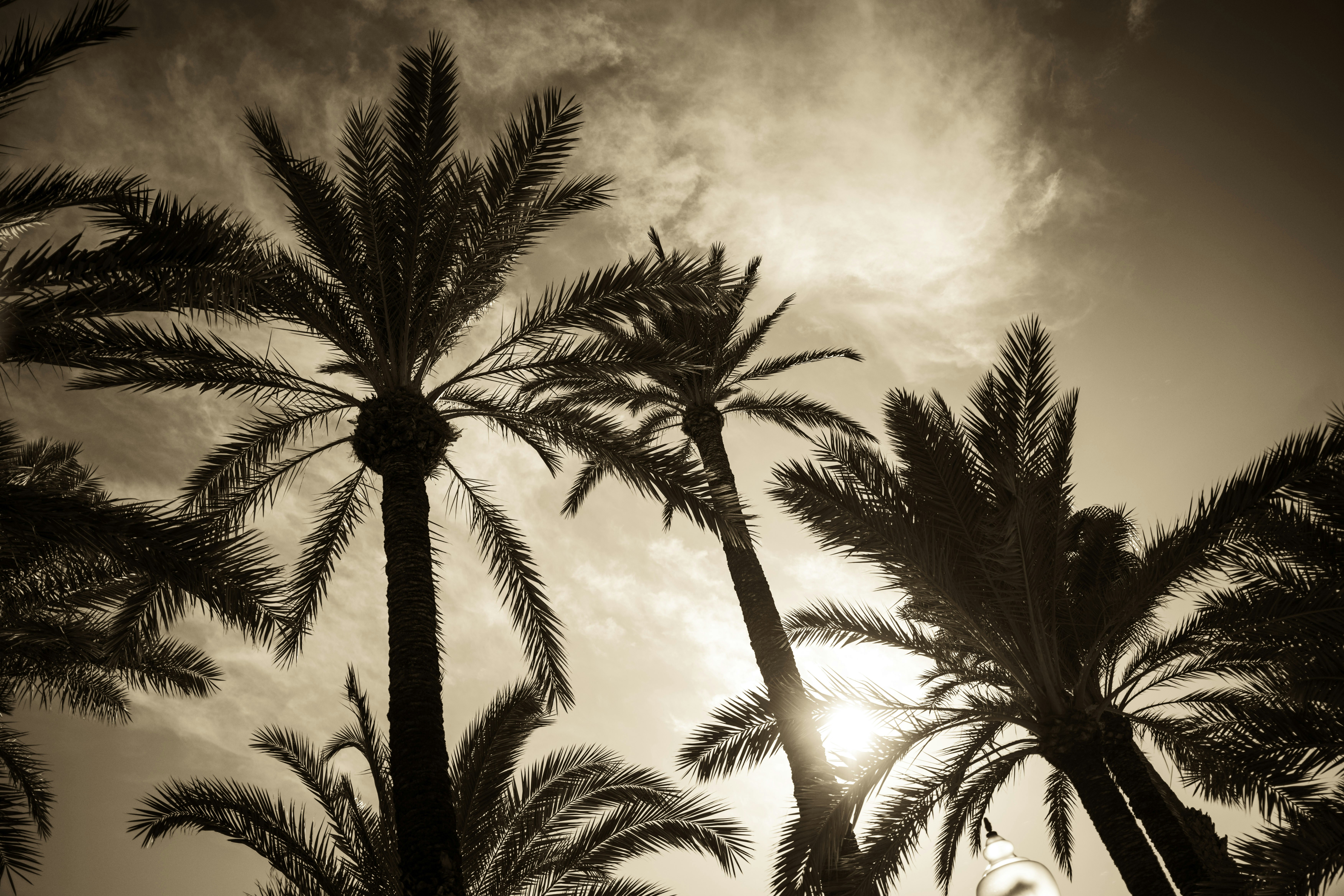 Sunlit Palms in Sepia Silence