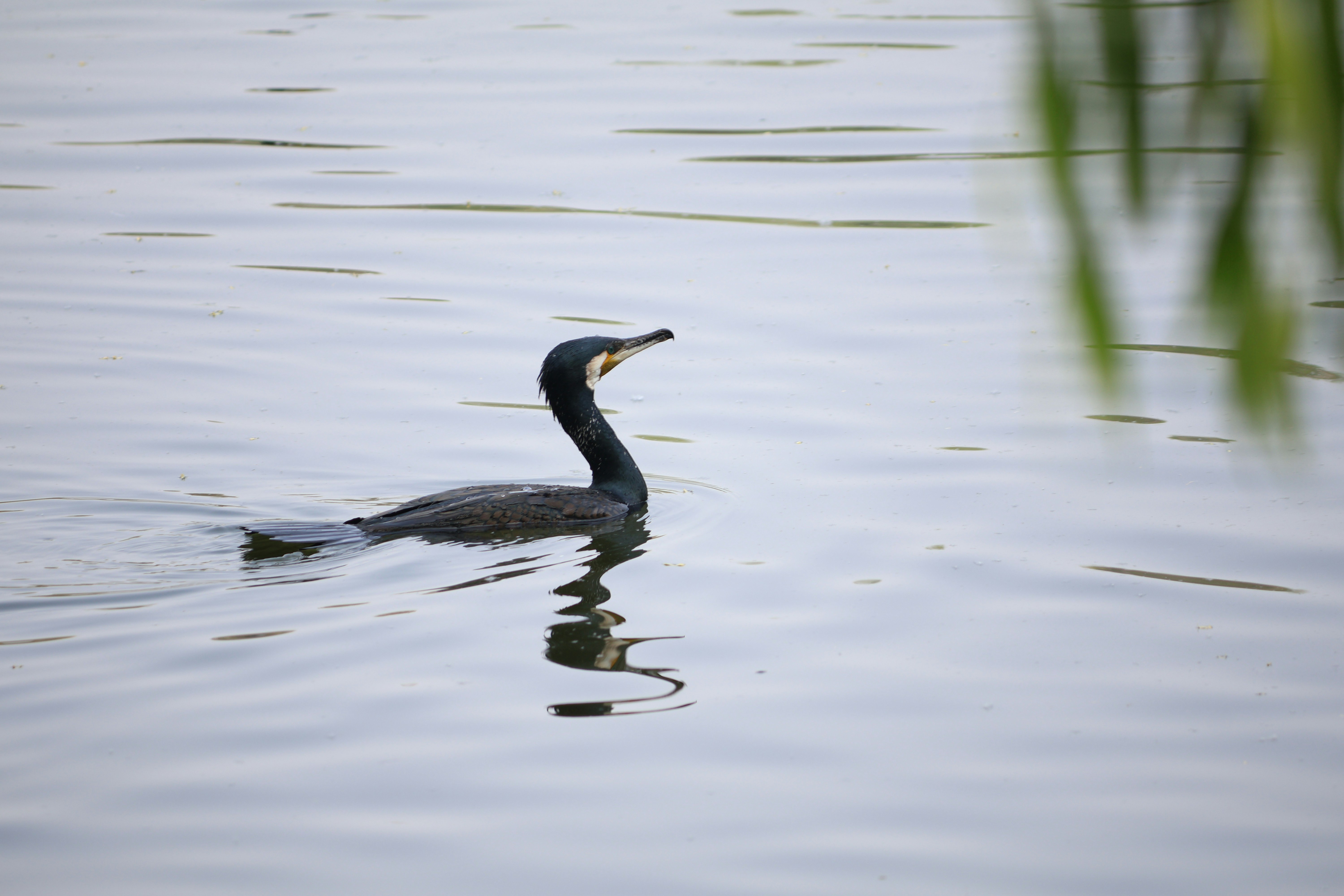 A lone grebe gliding across a quiet lake at dusk