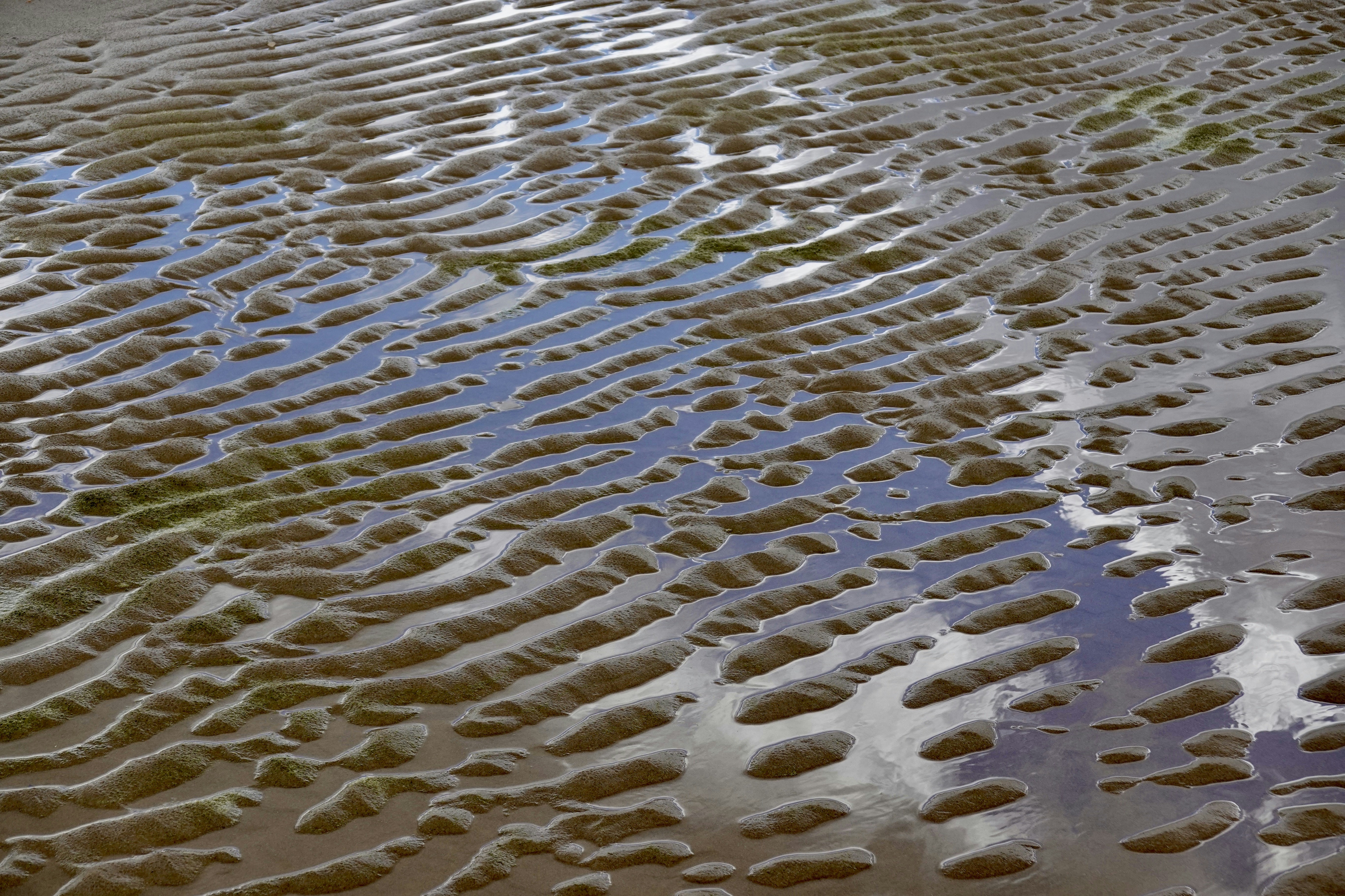 Waves of Ridges: A Tidal Ripple Mosaic