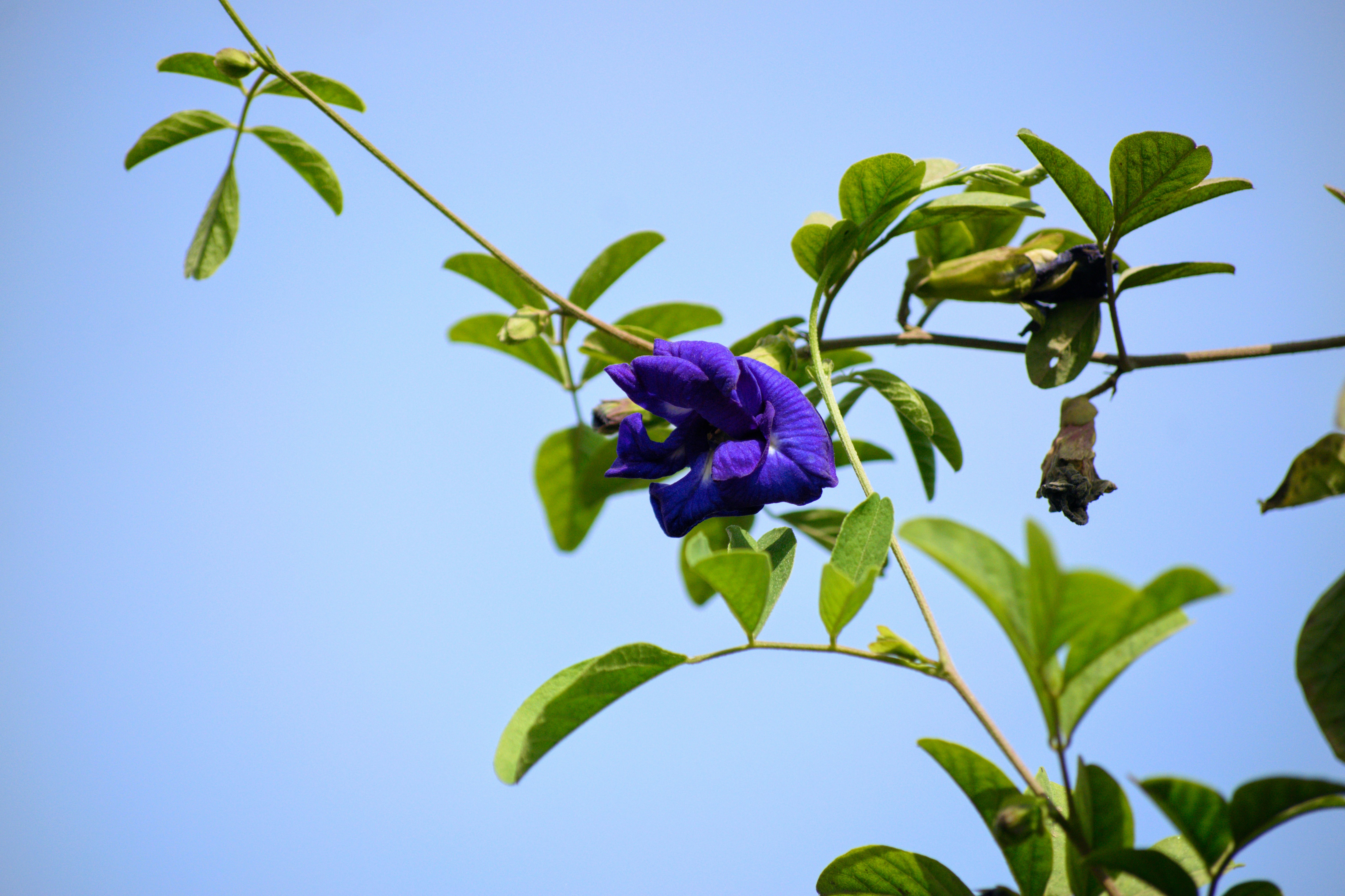 Violet Bloom Against A Clear Sky