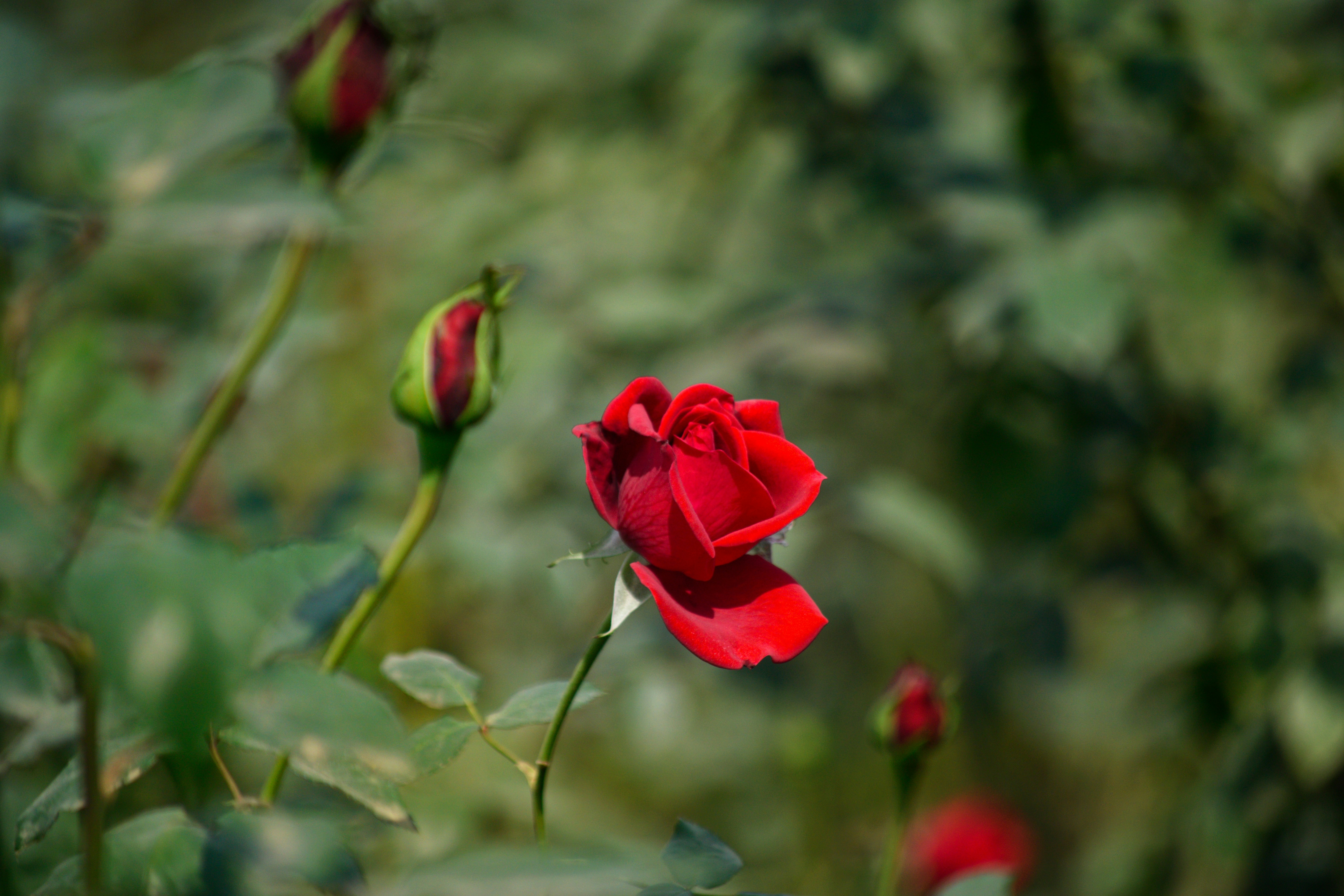 Crimson Bloom in a Quiet Garden