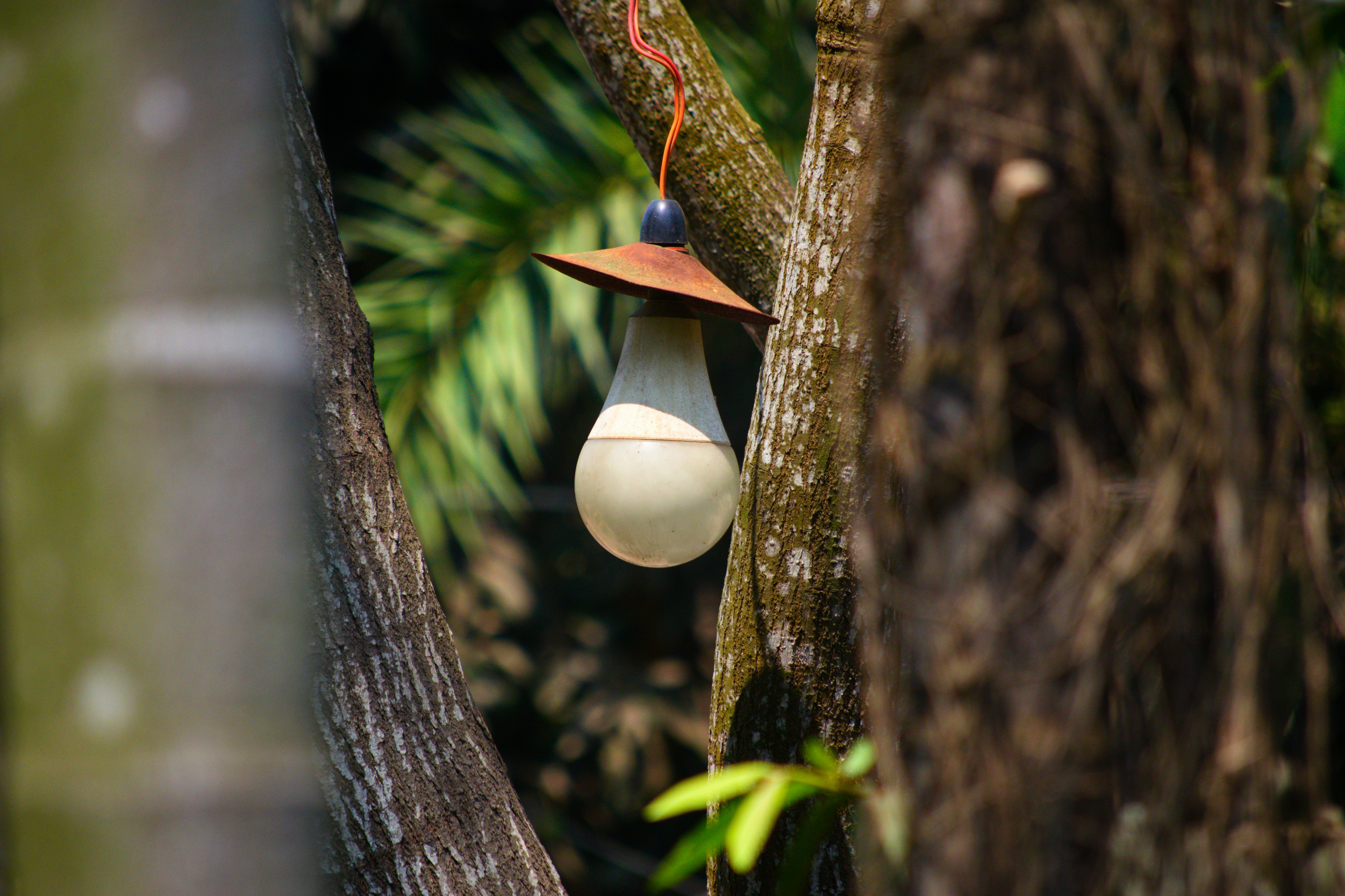 Hanging Lantern Between Tree Trunks in a Sunlit Garden
