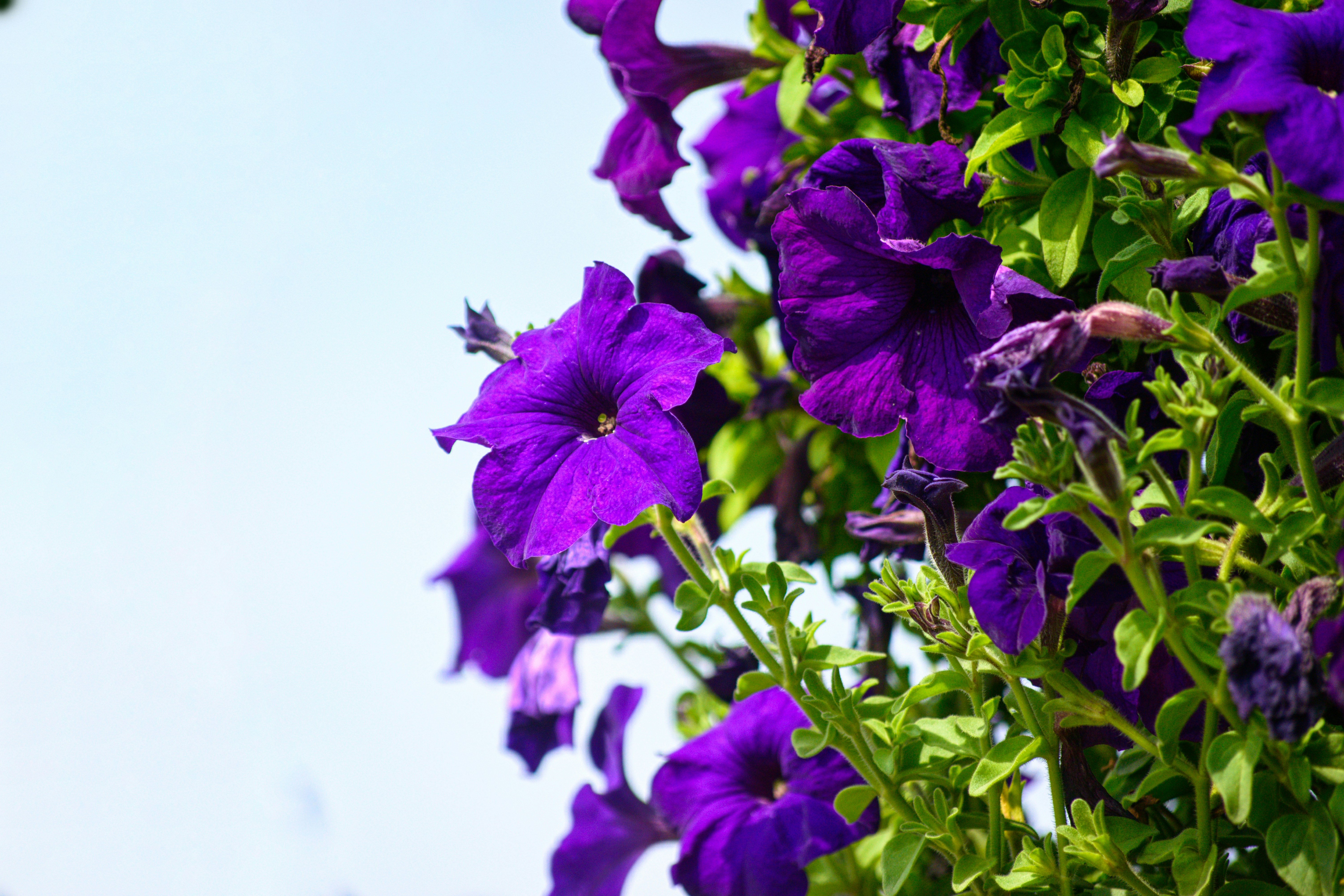 Violet Blooms in Frontal Bloom