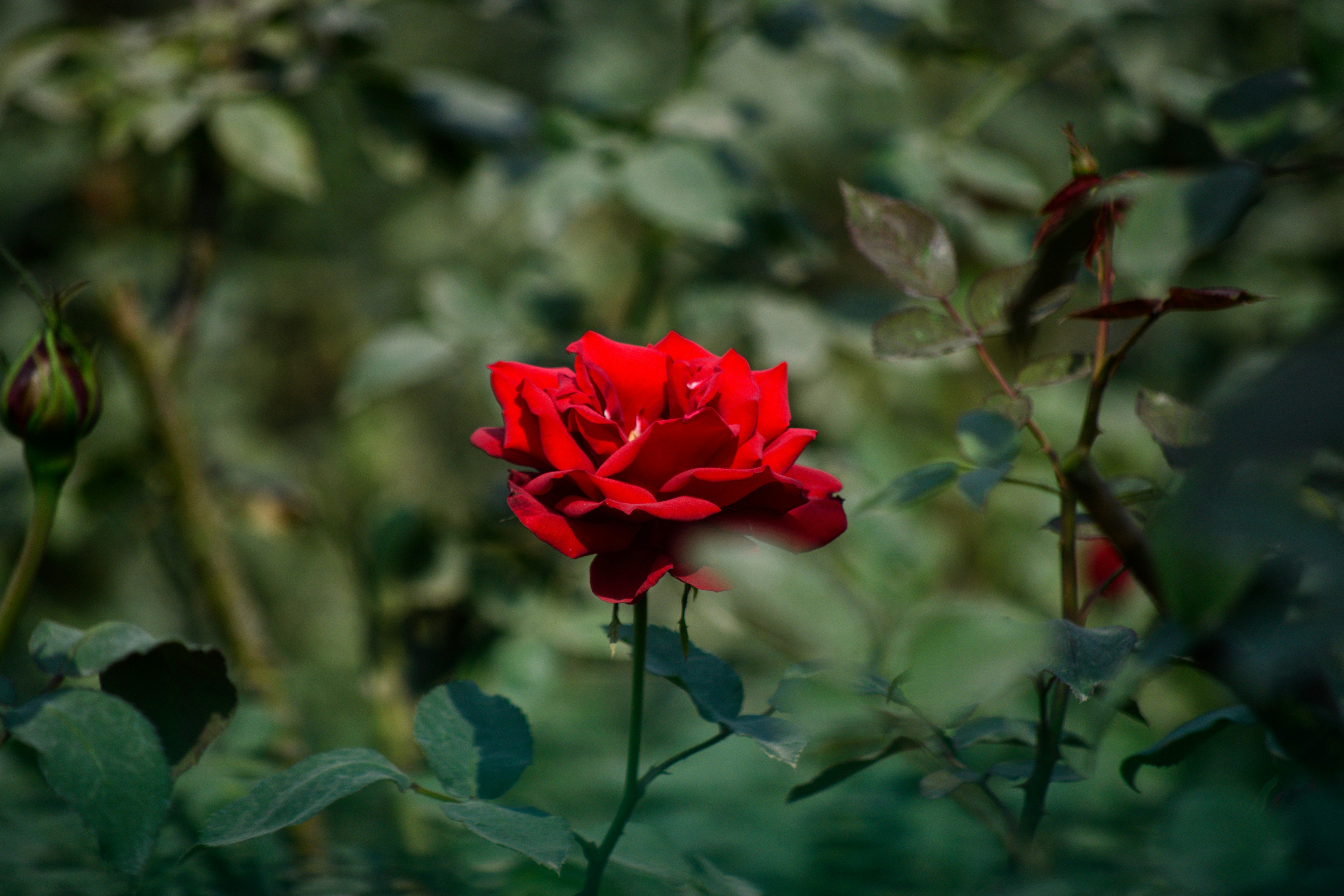 Crimson Rose in a Quiet Green Frame