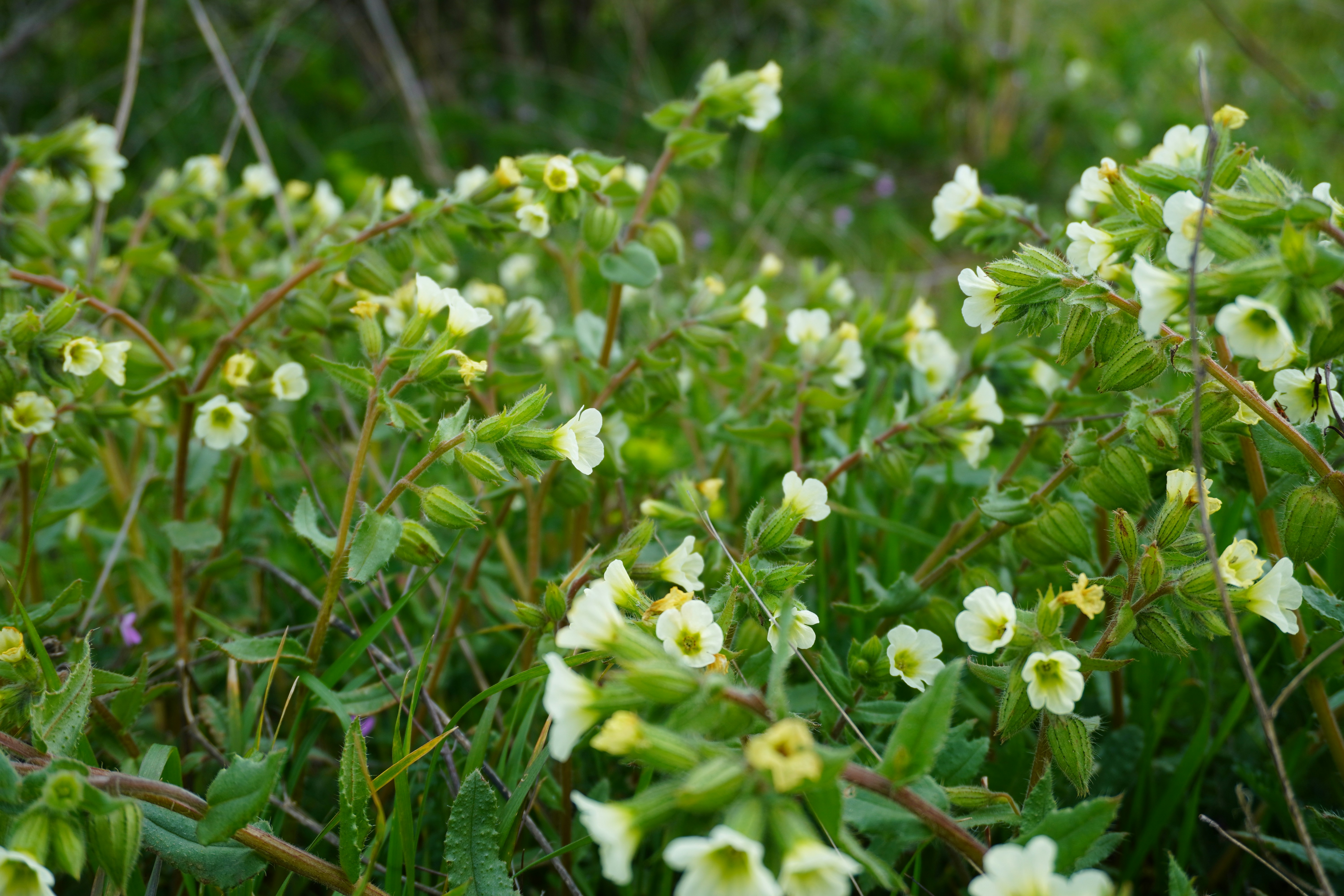 Moonlit Meadow in Bloom: Creamy Primrose Among Green Brushes