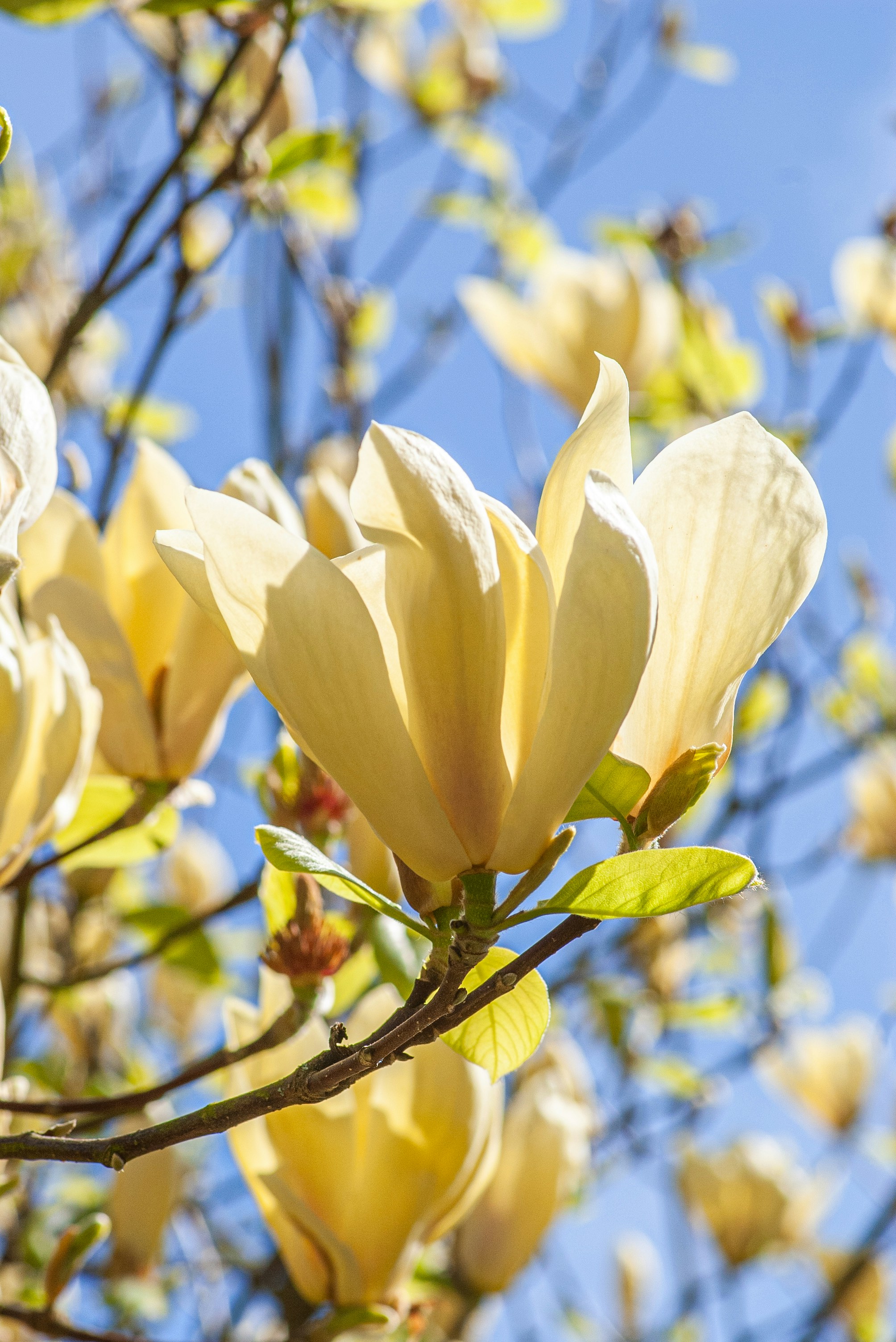 Sunlit Magnolia Bloom Reaches Toward the Sky