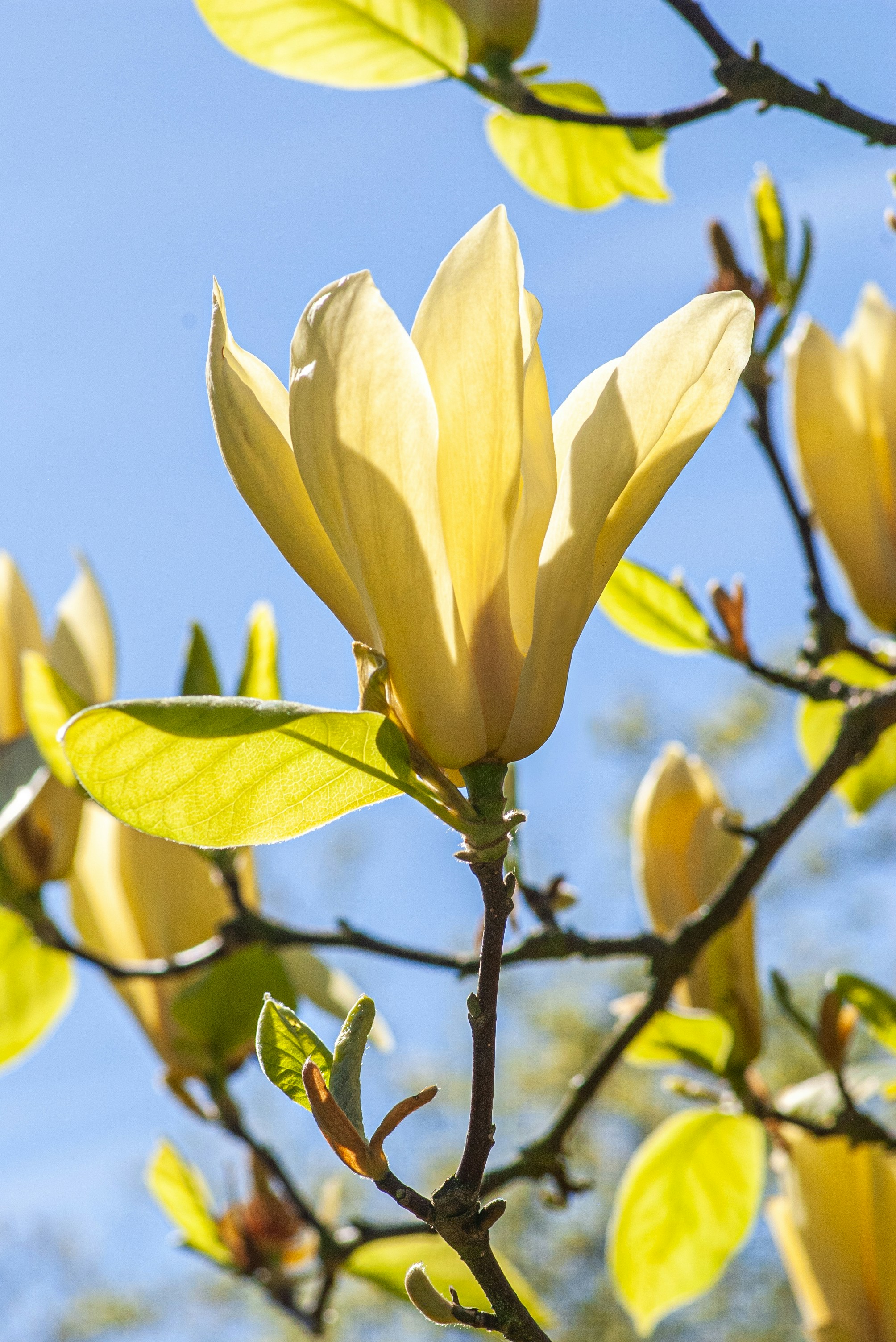 Golden Magnolia Bloom Reaching Toward a Clear Sky
