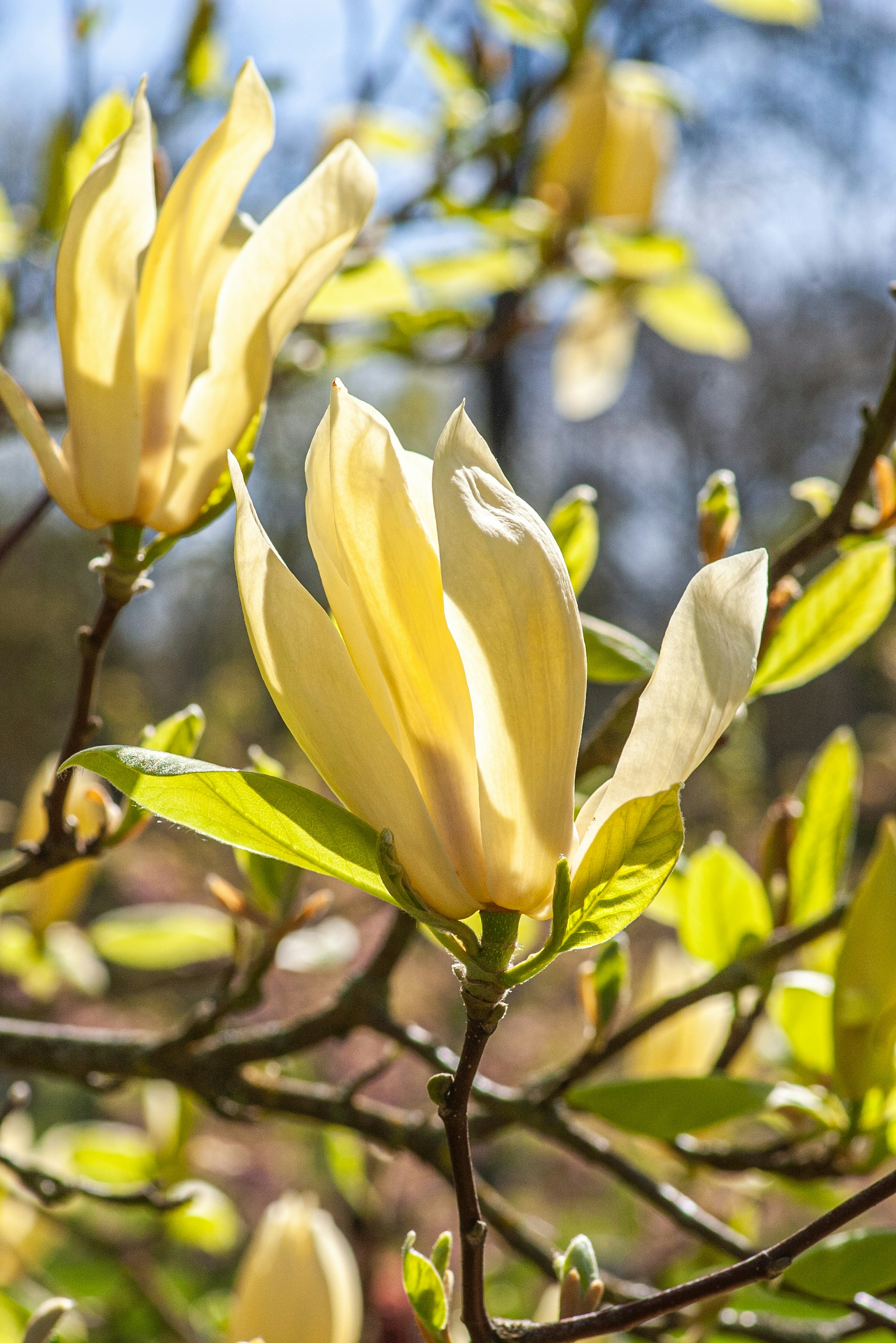 Creamy Magnolia Buds Reaching Toward Spring Light
