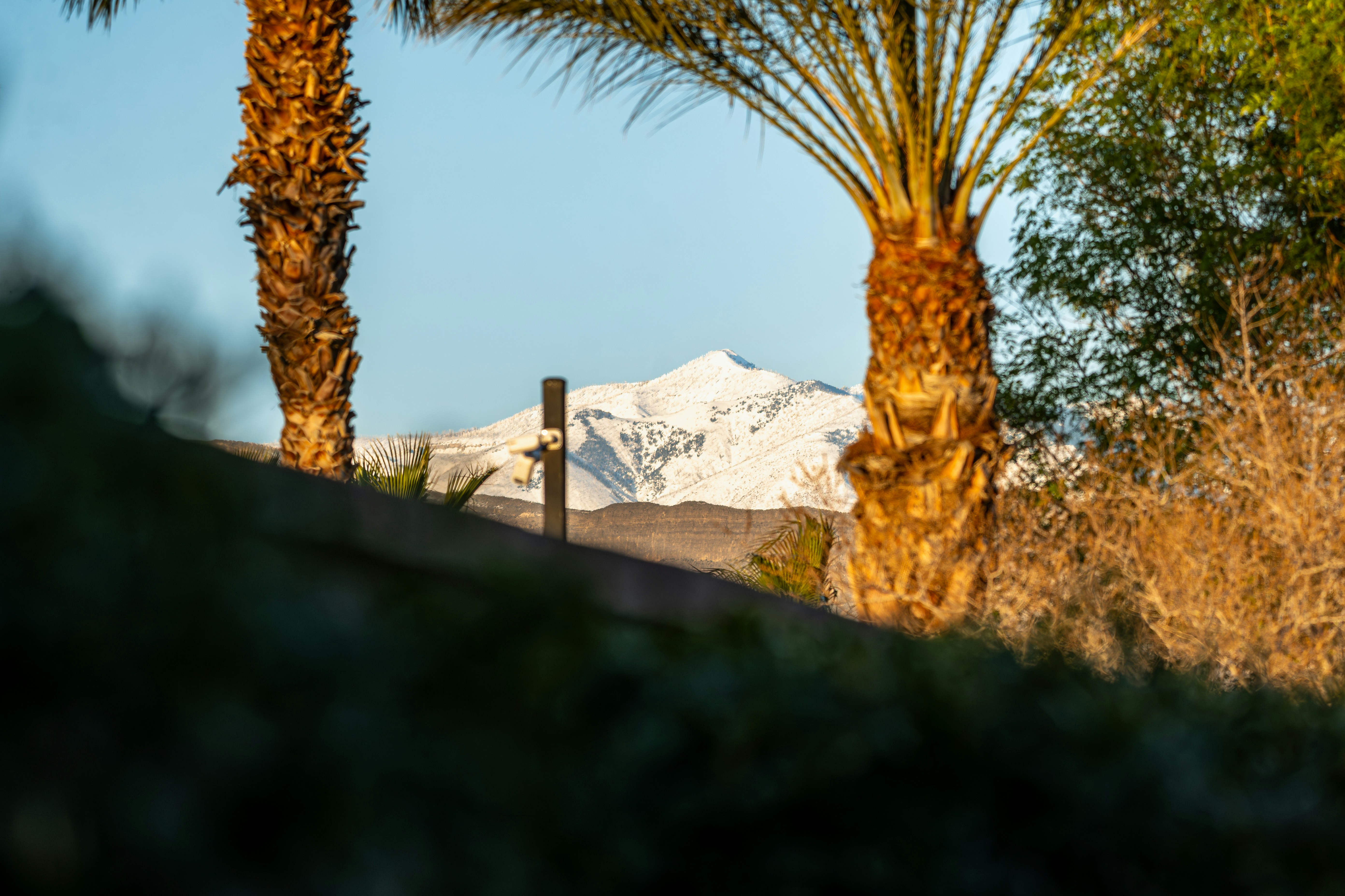 Snow-Capped Peak Framed by Desert Palm Trees